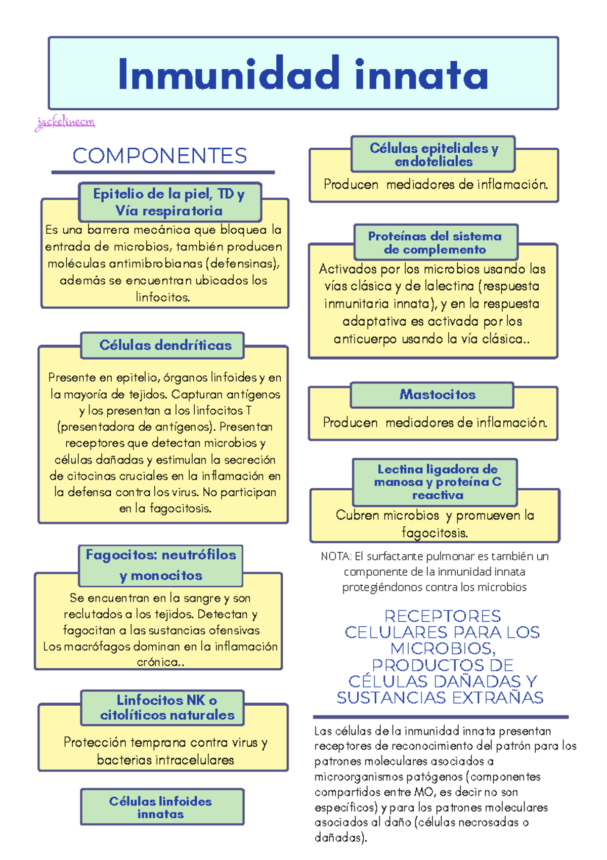 Inmunidad innata y adaptativa - Fagocitos: neutrófilos y monocitos Presente en epitelio, órganos ...
