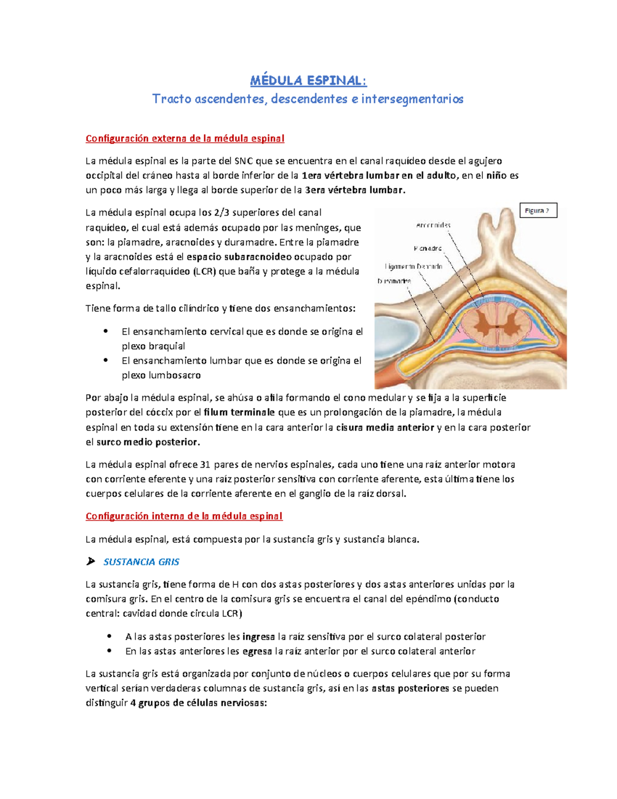 Neuroanatomía Snell - MÉDULA ESPINAL: Tracto ascendentes, descendentes ...
