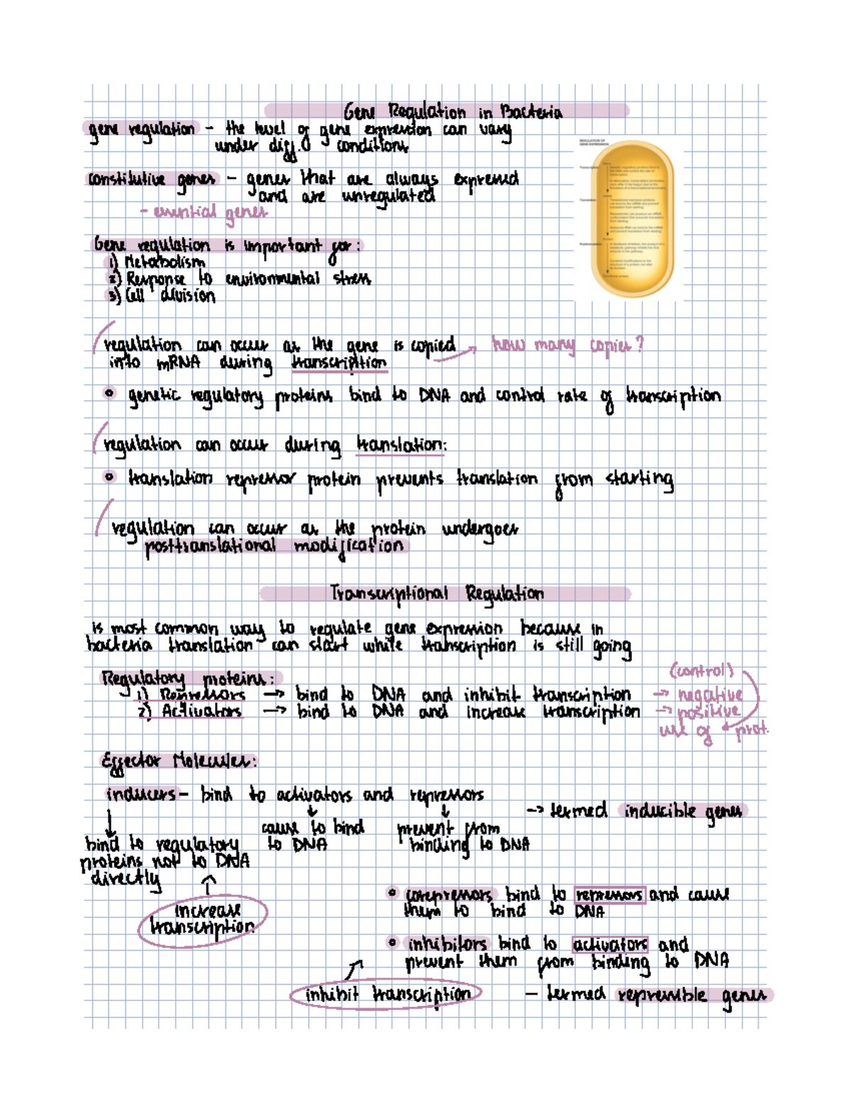 Chapter 14 - Gene Regulation Part 1 - Gene Regulation in Bacteria gene ...