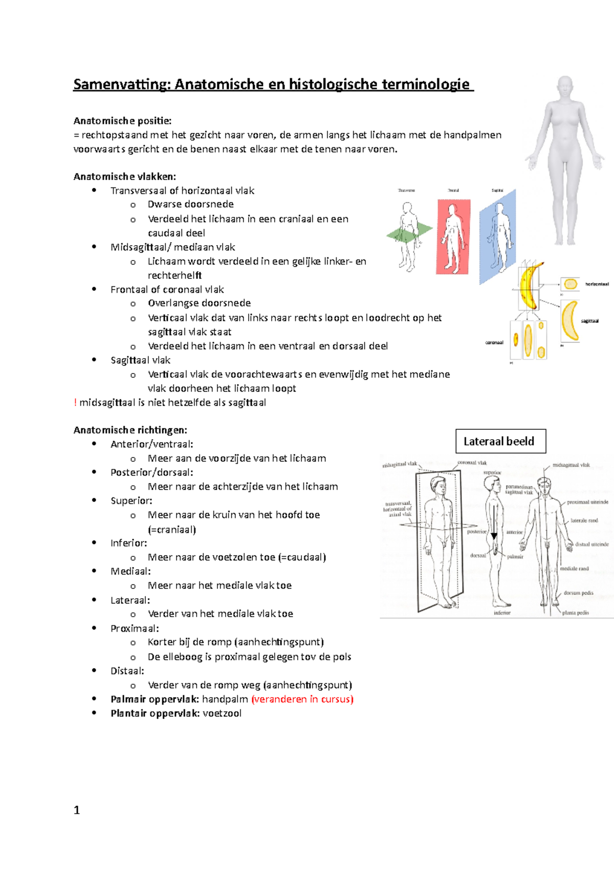 1 SV anatomsiche positie - Samenvatting: Anatomische en histologische ...