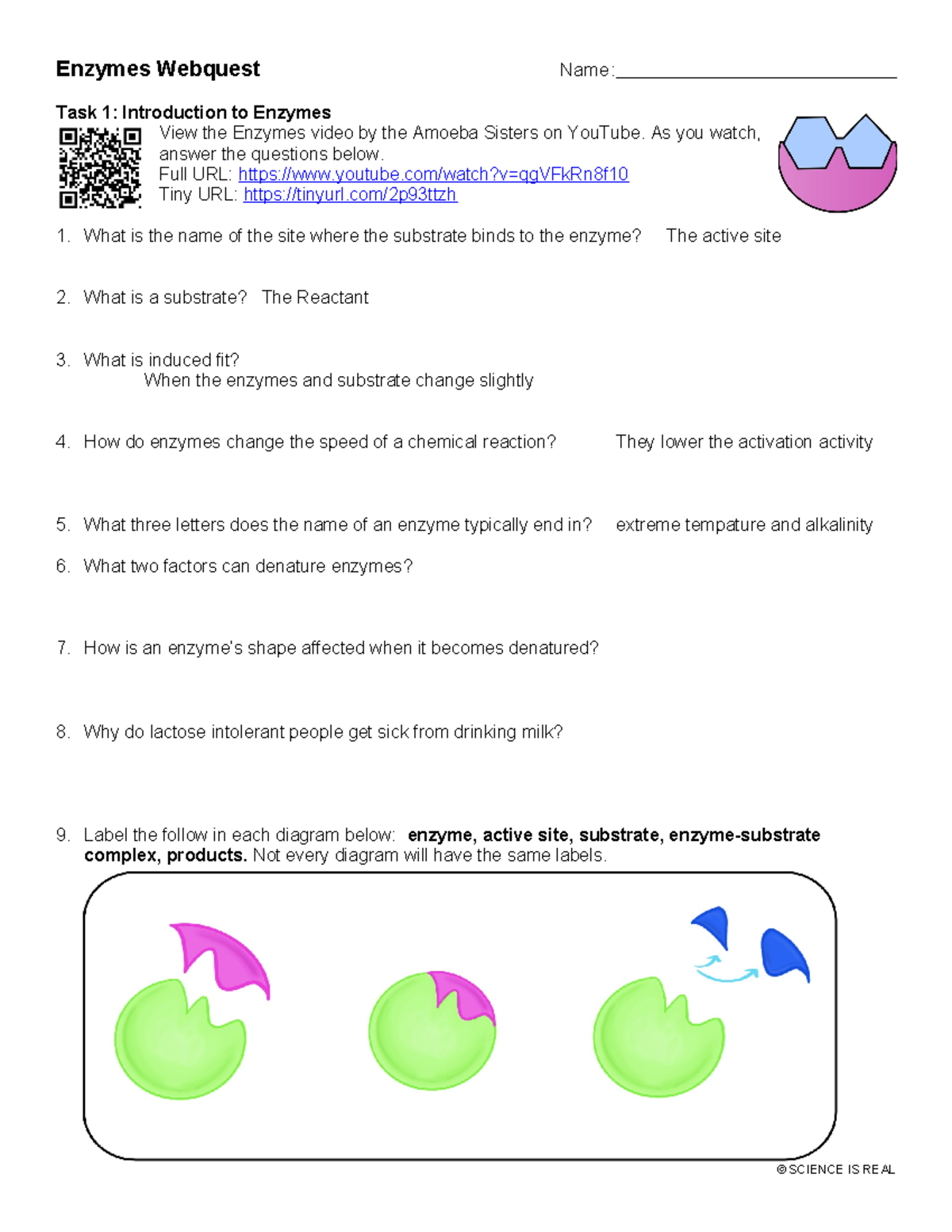 Enzymes Webquest Student Handout - Enzymes Webquest Name: Task 1 ...