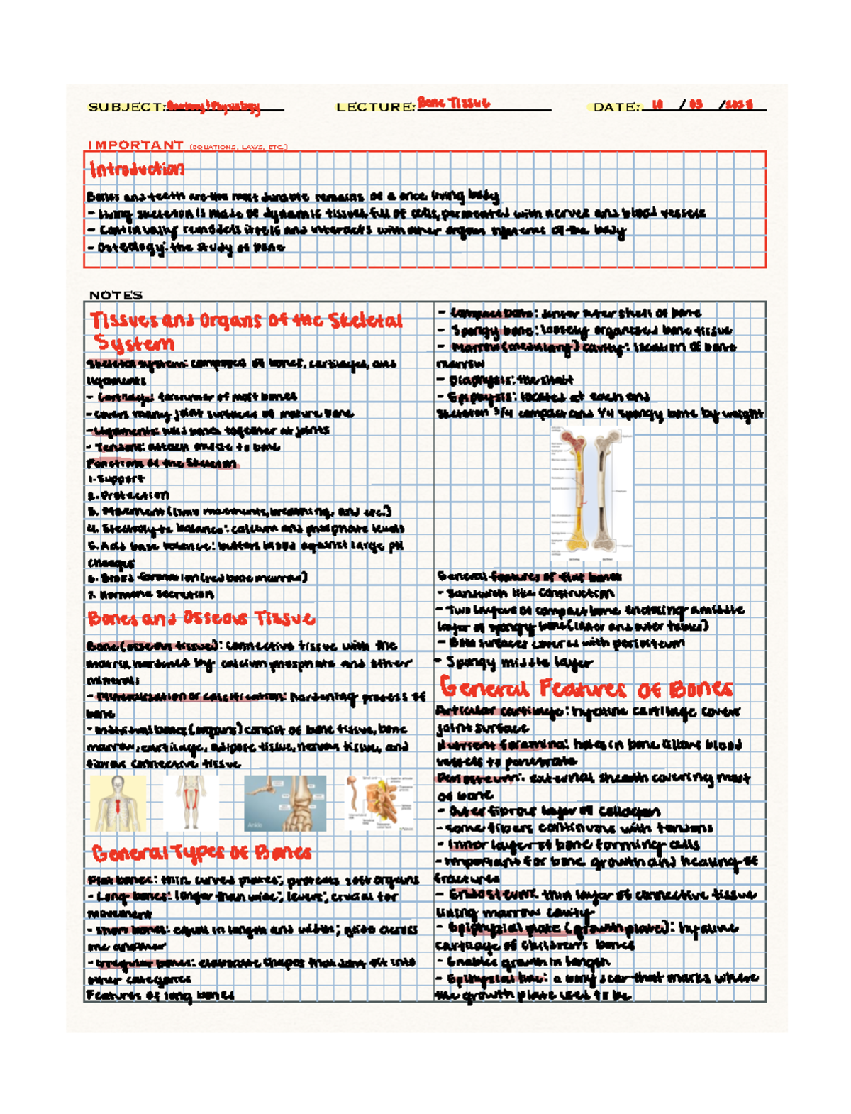 The Bone Tissues - NOTES IMPORTANT (equations, laws, etc.) anatomy ...