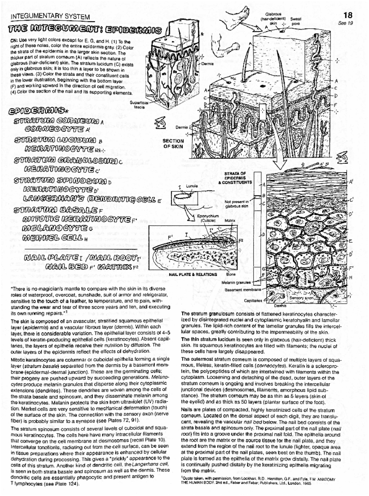Integumentary Syst Coloring Pages - LPN 220 - Studocu
