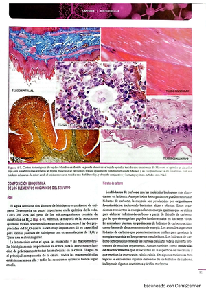 Linaje Hematopoyético - Basófilo Basófilo estable Mielocito eosinófilo ...