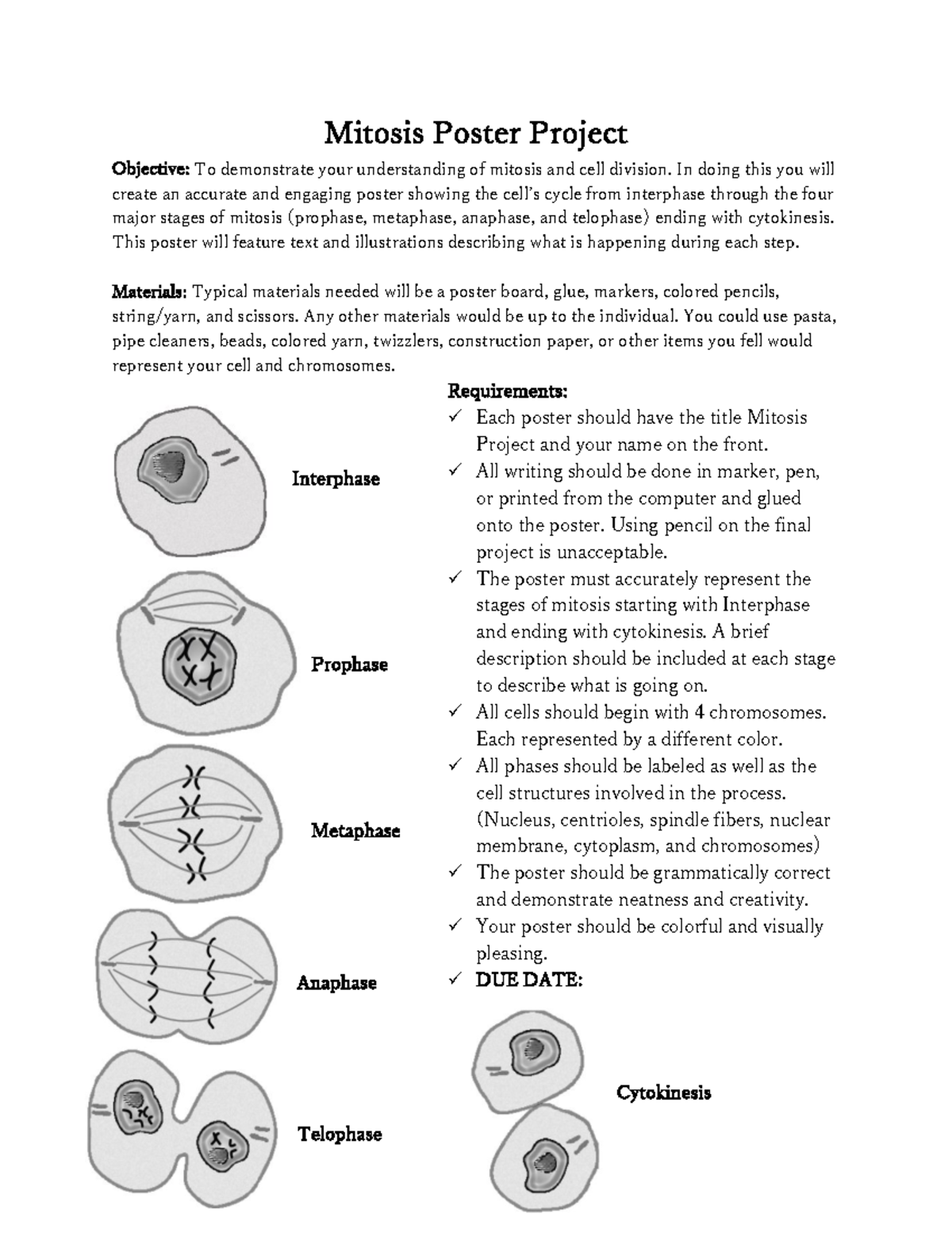 Mitosis Poster Project for Organismal Biology - Mitosis Poster Project ...