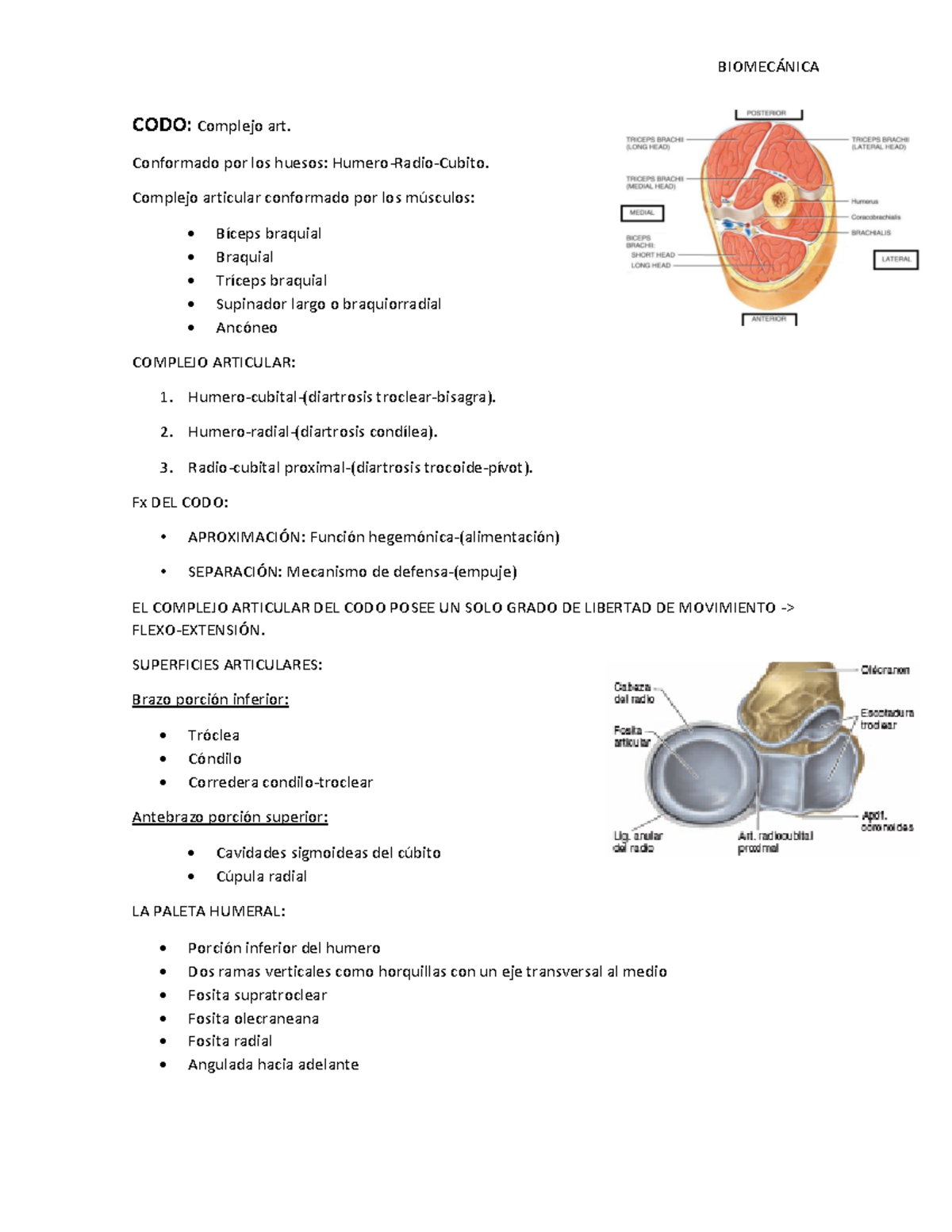 3er clase-CODO Y Antebrazo - CODO: Complejo art. Conformado por los ...