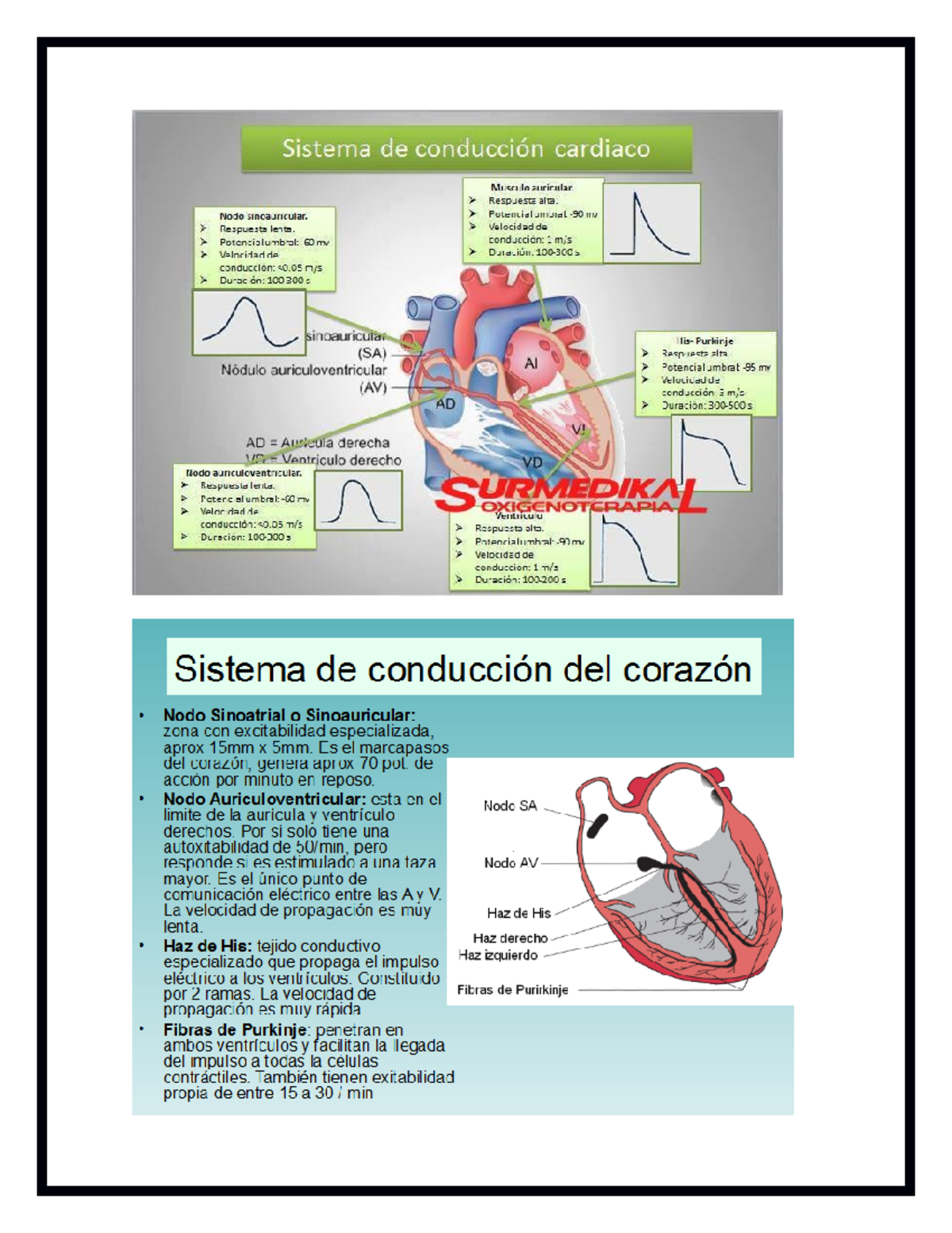 Sistema DE Conducción Cardiaco - 1. Nodo sinusal 2. Nodo ...