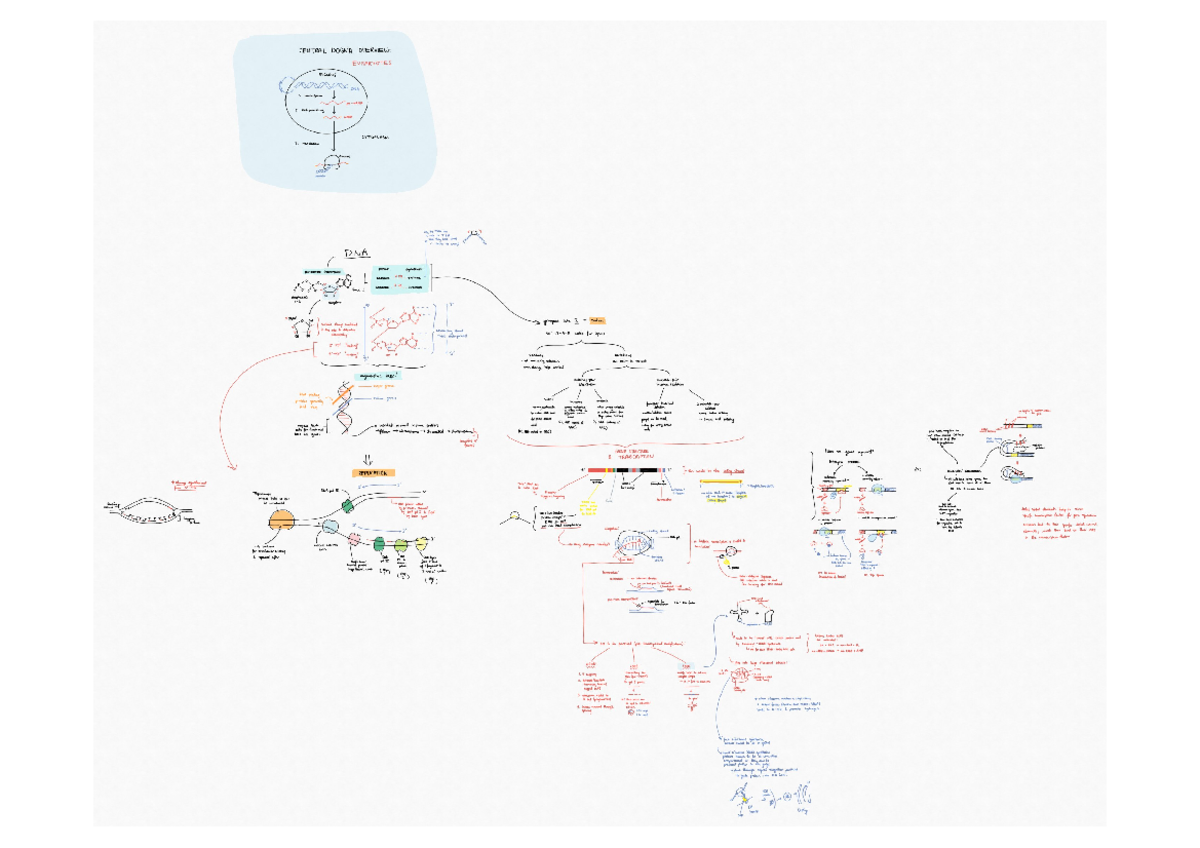 central dogma mind map notes - Biol107 - Studocu