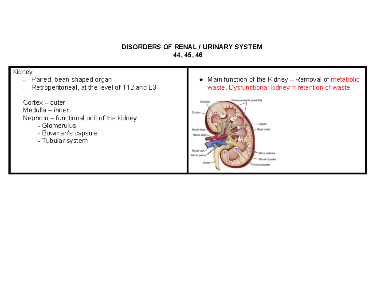 Urinary Renal System - Lecture notes - DISORDERS OF RENAL / URINARY ...