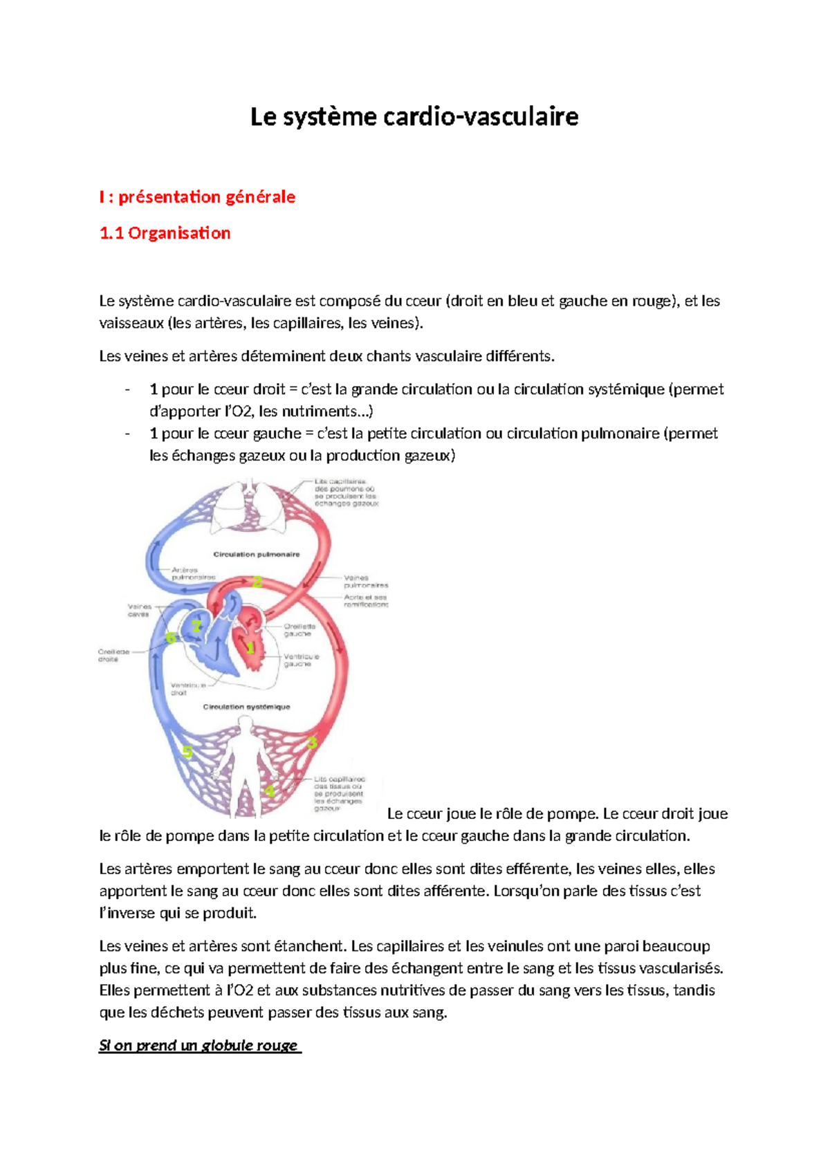 Le système cardio - Le système cardio-vasculaire I : présentation ...