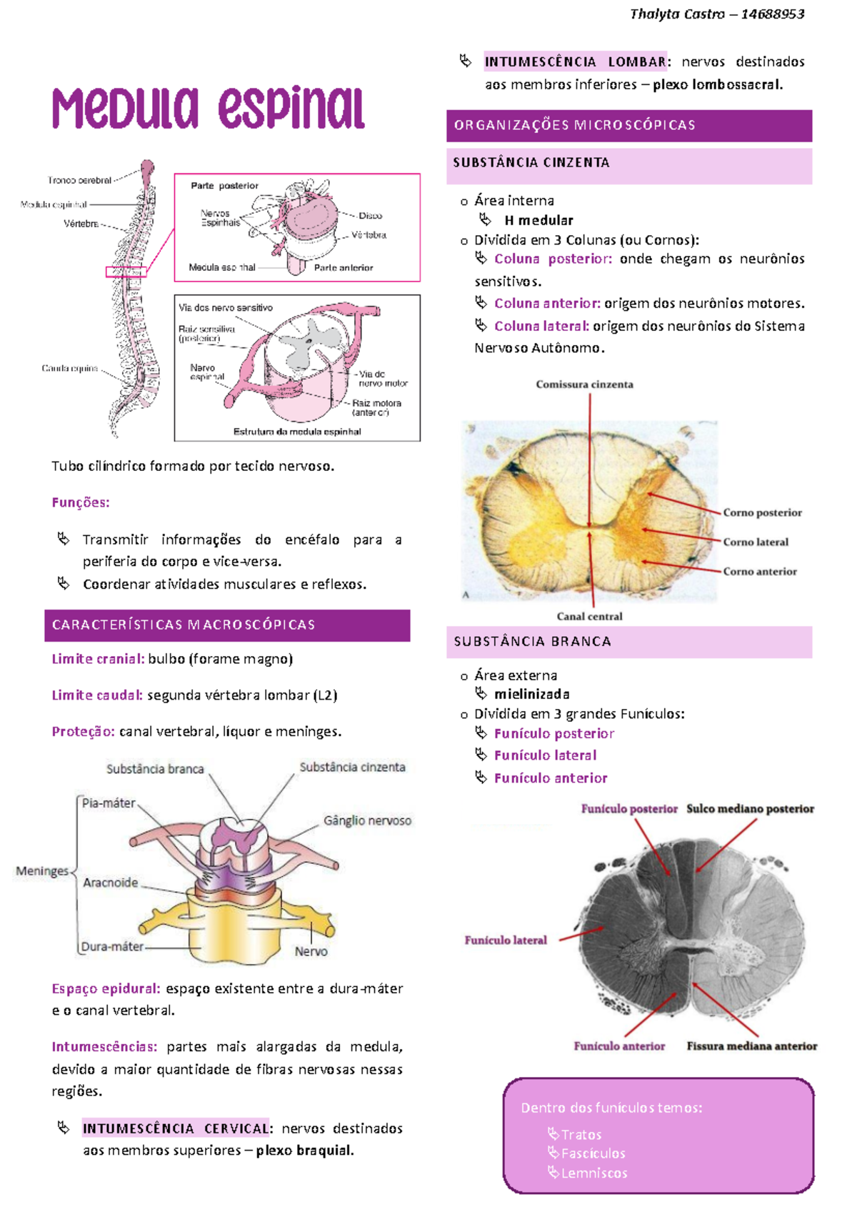 Mapa mental - Medula Espinal - Thalyta Castro – 14688953 MeDula espinal ...