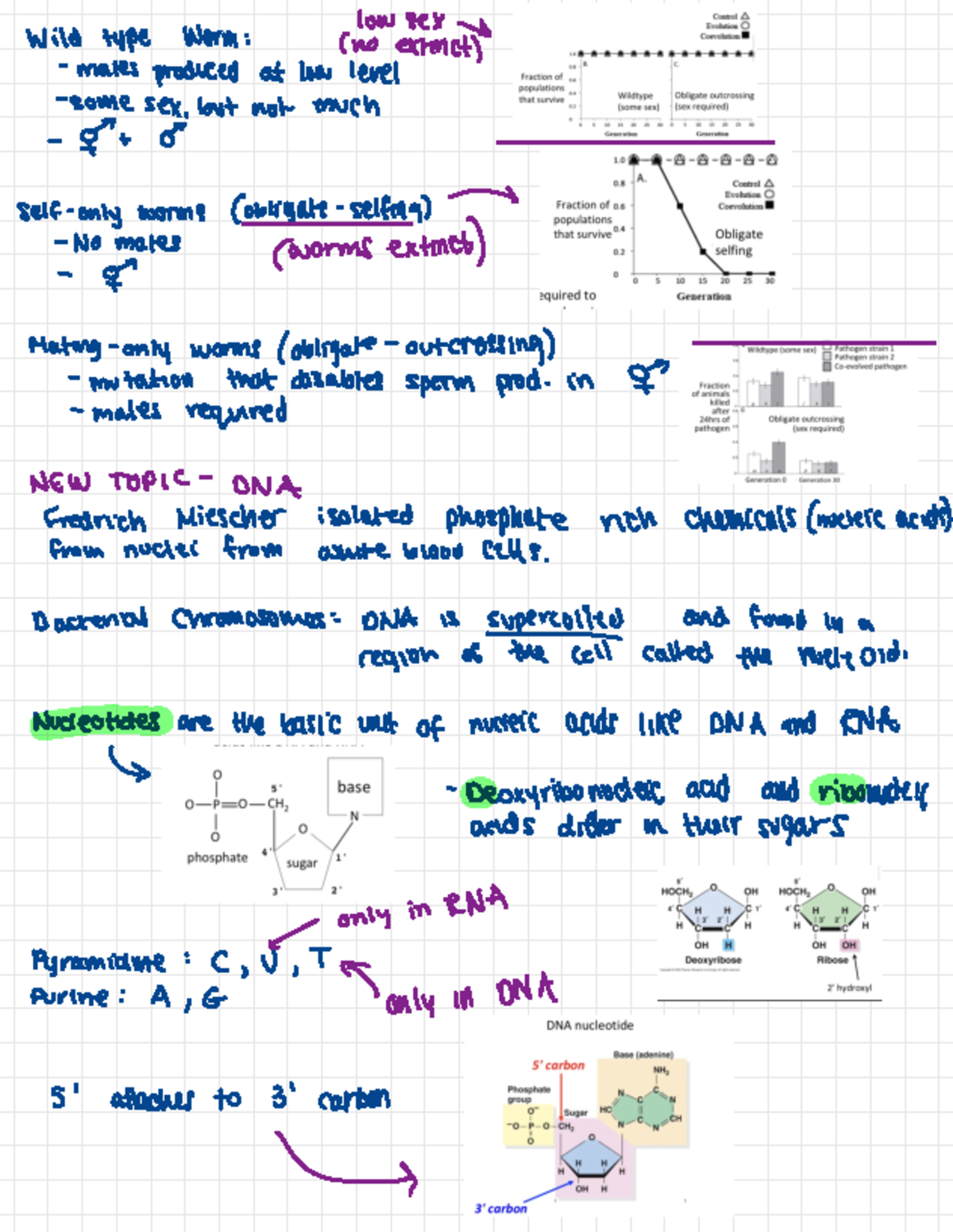 Lecture 5 genetics - low sex- Wild type Worm : (no extinctl males ...