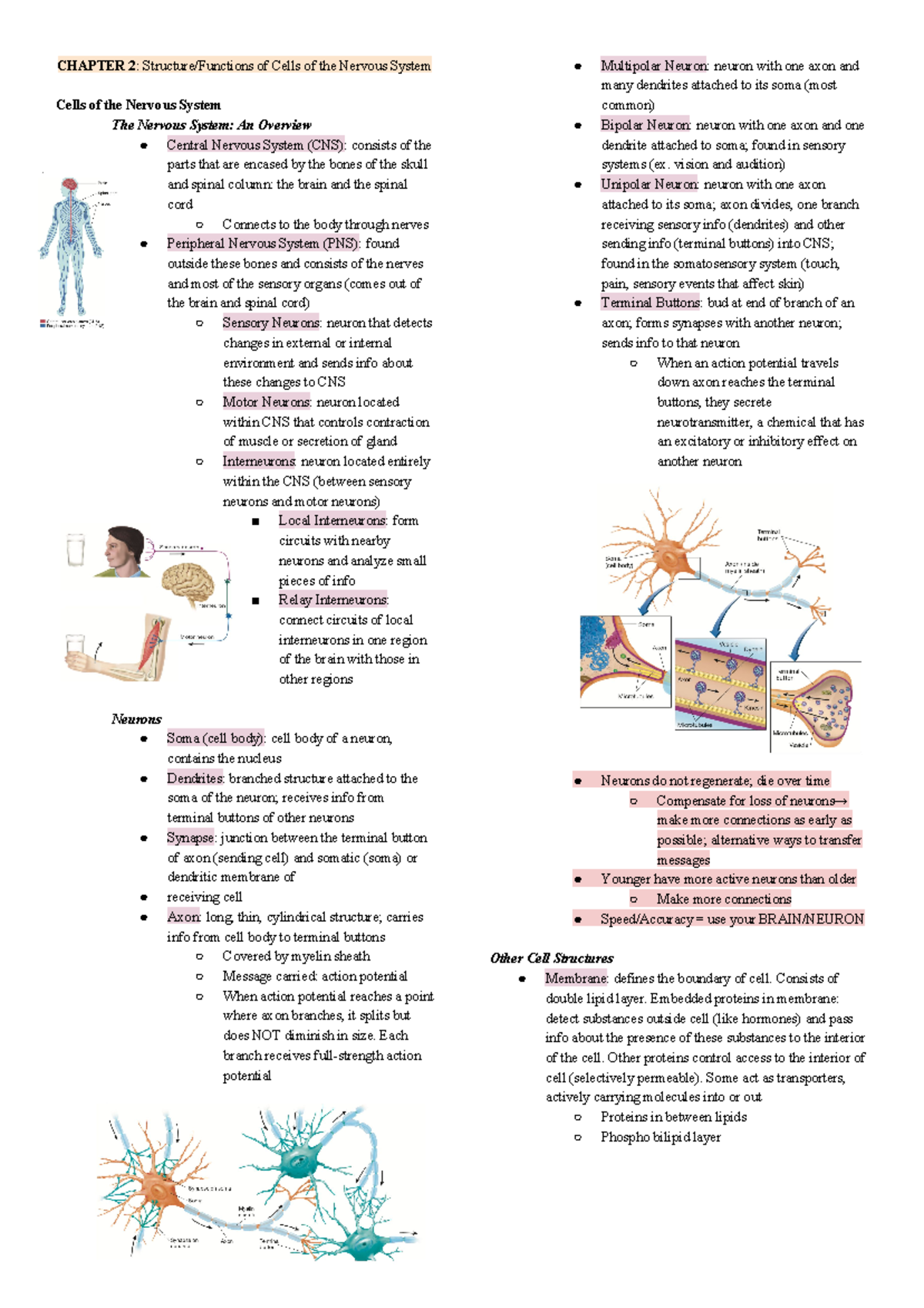 Physio Chapter 2 - CHAPTER 2 : Structure/Functions of Cells of the Nervous System Cells of the ...