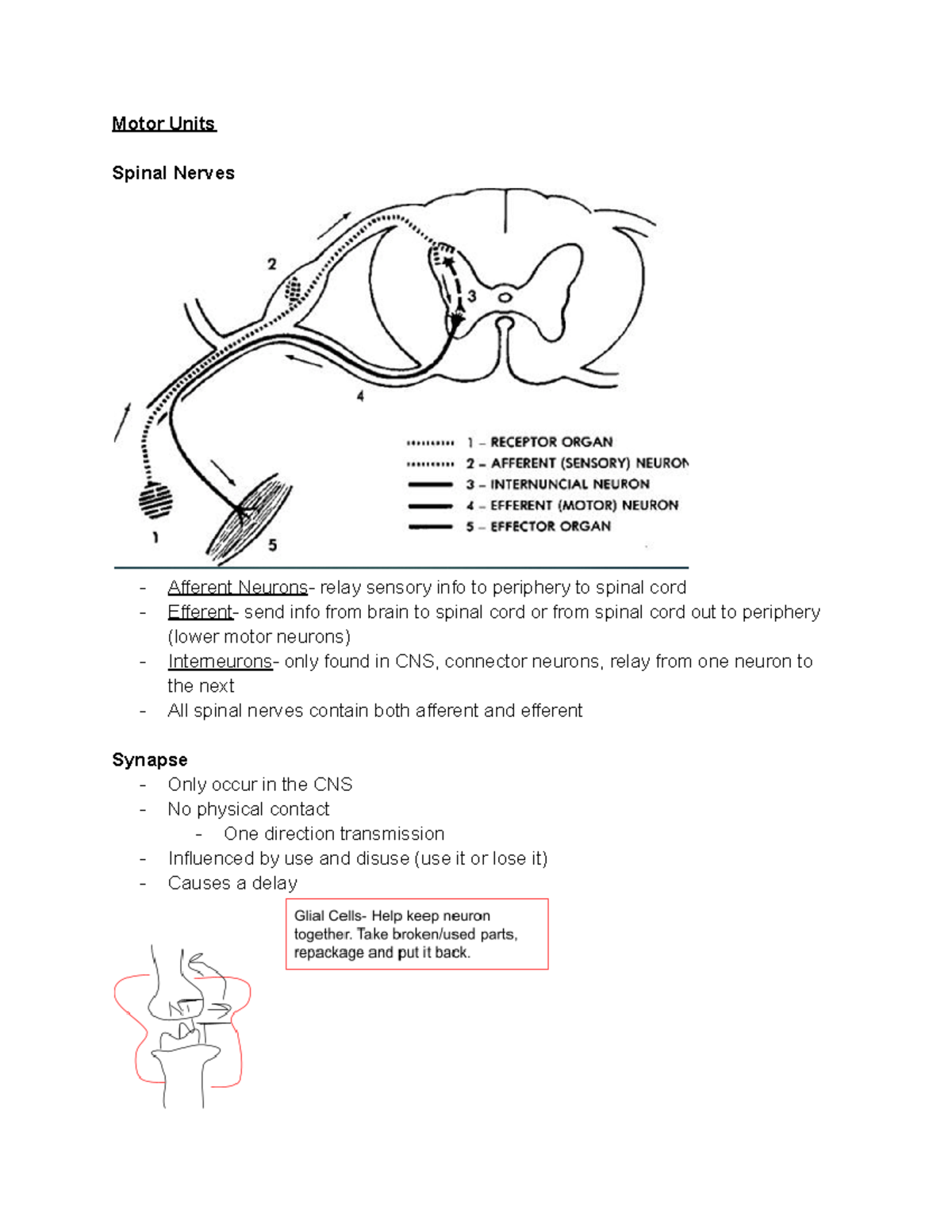 Biomechanics Motorunits - Motor Units Spinal Nerves Afferent Neurons ...