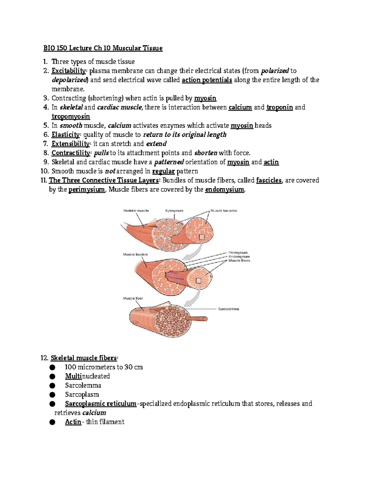 BIO Lecture 150 Ch 10 Muscle Tissue Review - BIO 150 Lecture Ch 10 ...