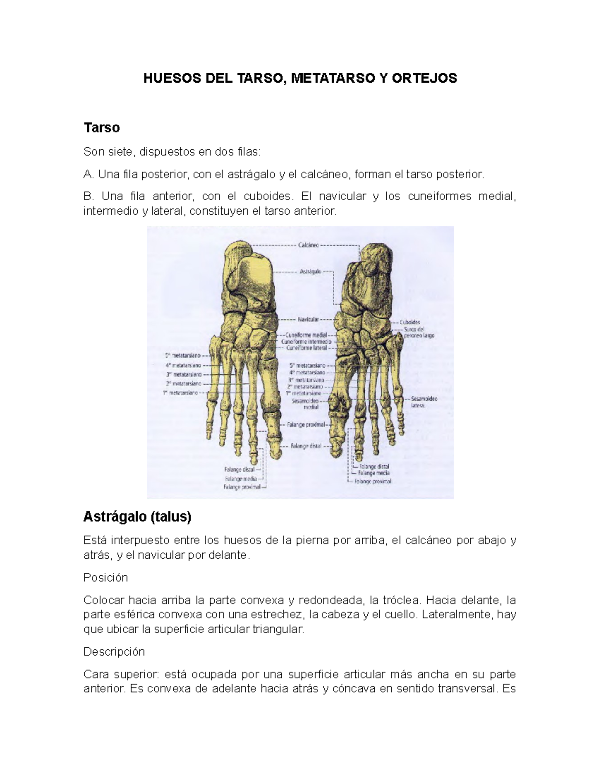 Huesos DEL Tarso, Metatarso Y Ortejos - Anatomia humana I - UVM - Studocu