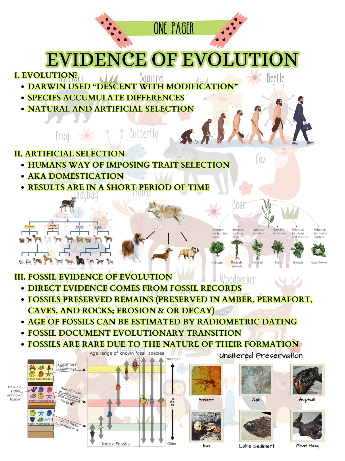 Evidence of Evolution One Pager - ONE PAGER Raccoon Squirrel Bird ...