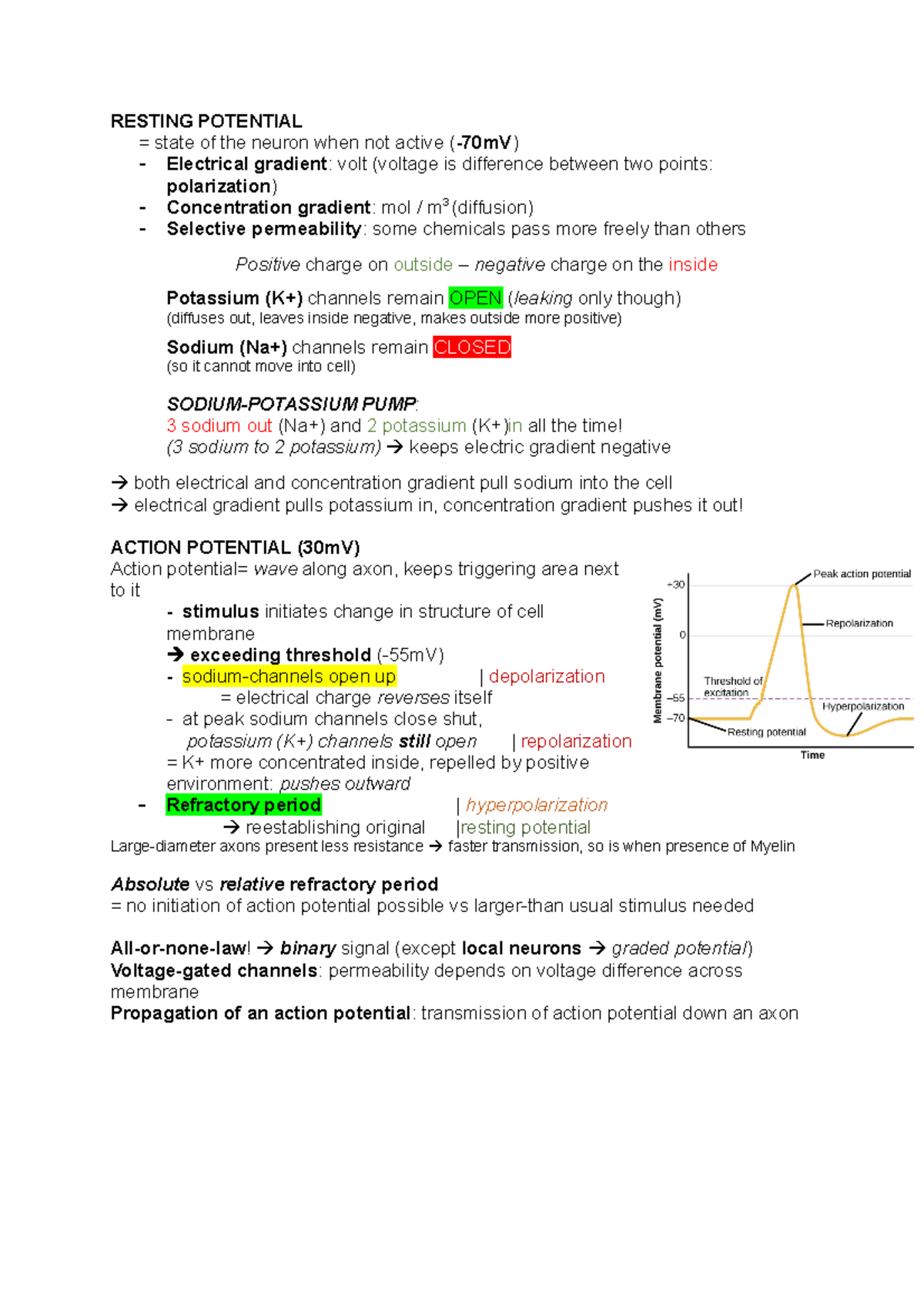 Resting Potential - RESTING POTENTIAL = state of the neuron when not ...