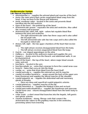 Circulatory system map - human diagram - caudal auricular a. external ...
