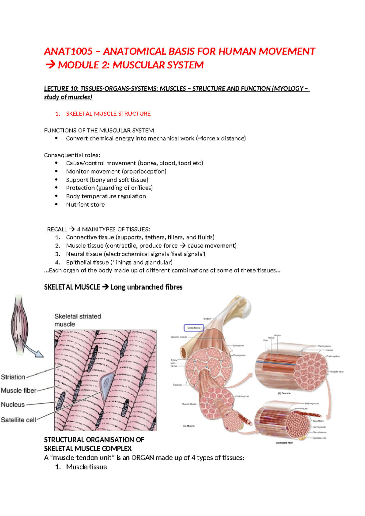 ANAT1005 LEC Notes Muscular System Module 2 - ANAT1005 – ANATOMICAL ...