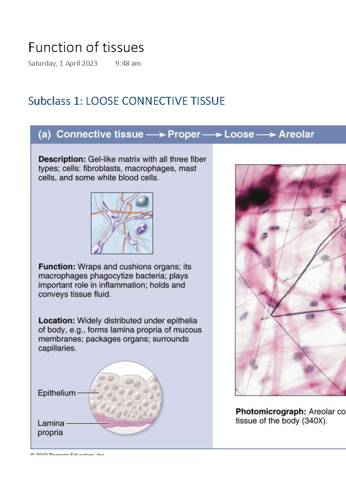 Function of tissues - Subclass 1: LOOSE CONNECTIVE TISSUE Function of ...