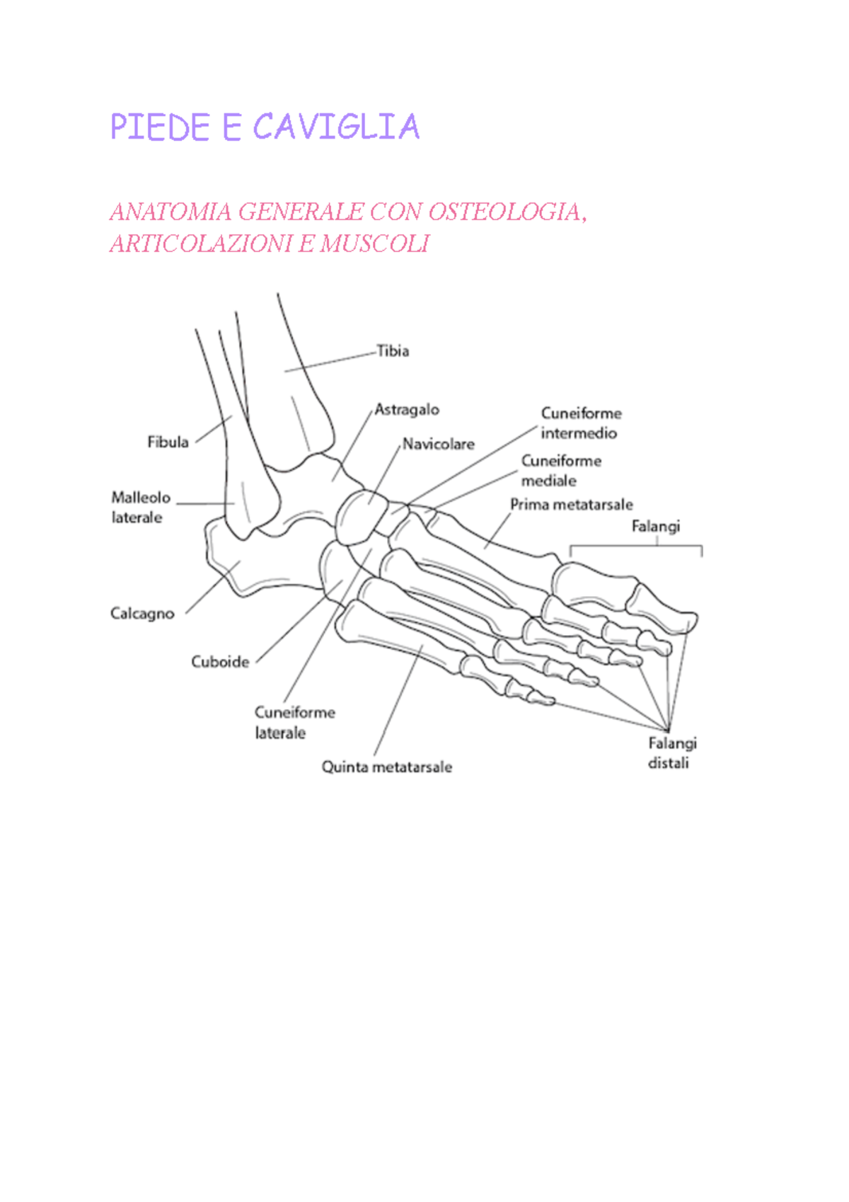 Piede e caviglia - PIEDE E CAVIGLIA ANATOMIA GENERALE CON OSTEOLOGIA, ARTICOLAZIONI E MUSCOLI ...
