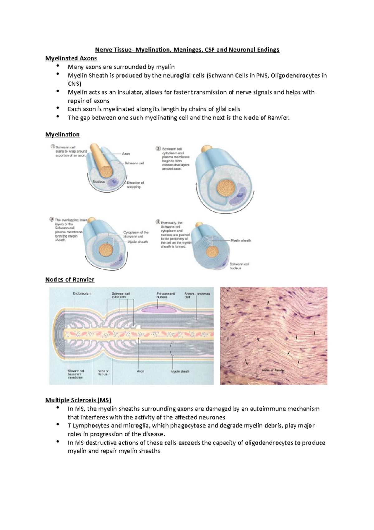 Nerve Tissue 2 - Lecture notes 61 - MED-MB-S - QUB - Studocu