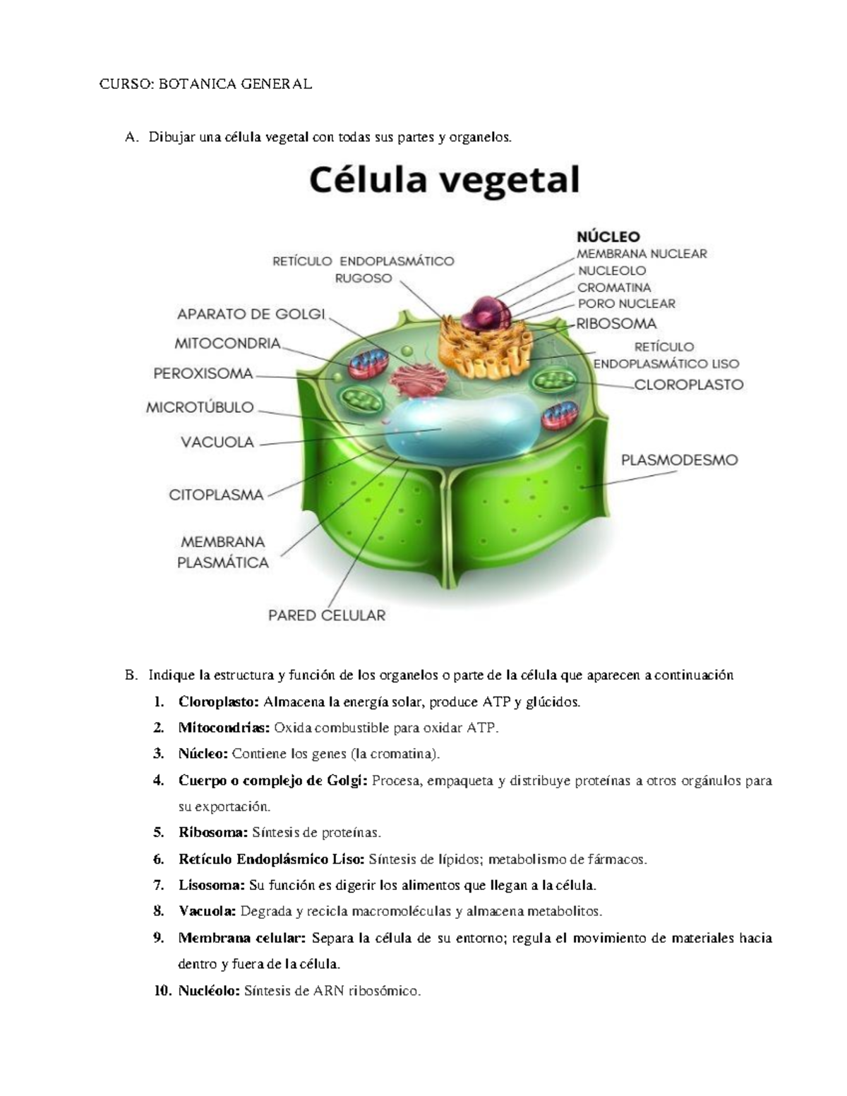 Botanica general - CURSO: BOTANICA GENERAL A. Dibujar una célula ...
