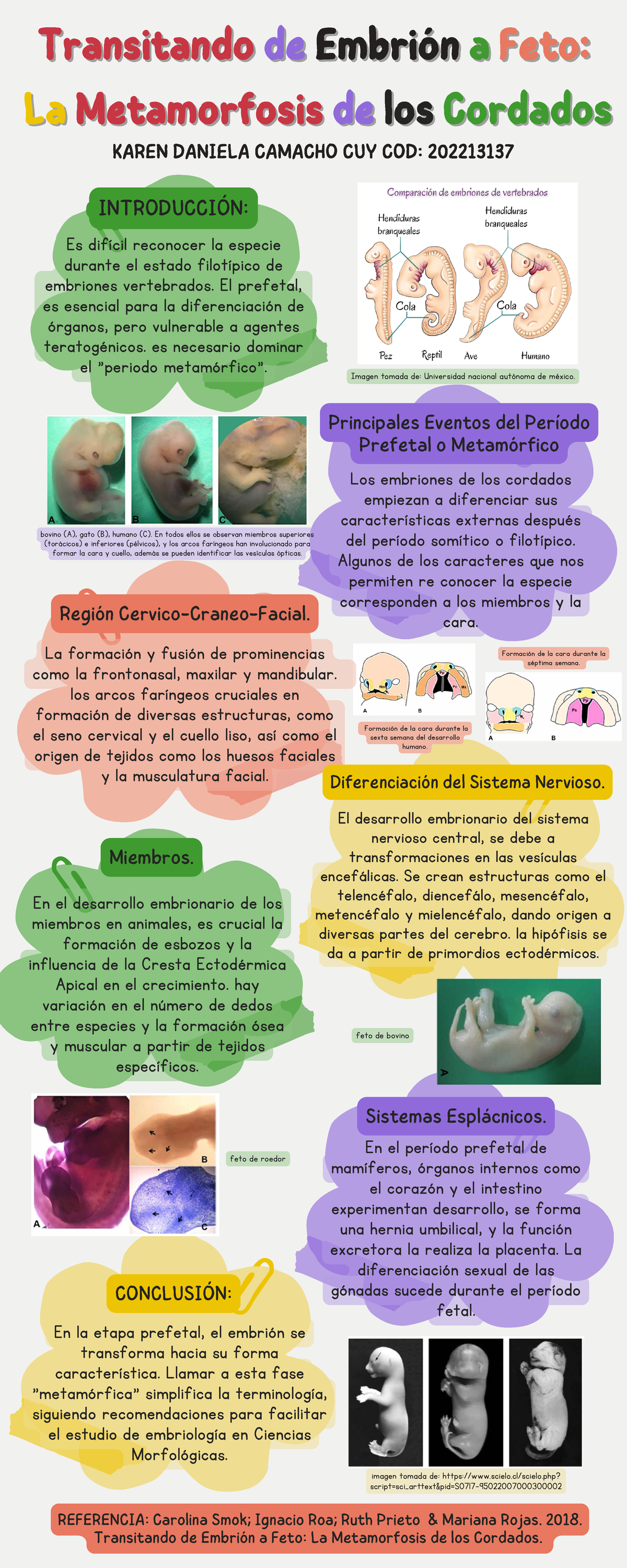 Transitando de Embrión a Feto, la metamorfosis de los cordados ...