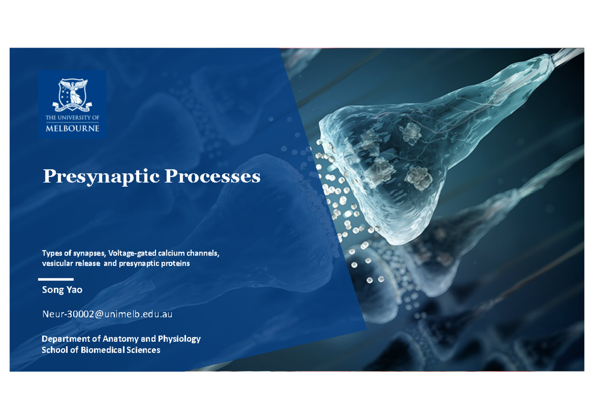 Presynaptic Processes Neur30002 - Department of Anatomy and Physiology ...