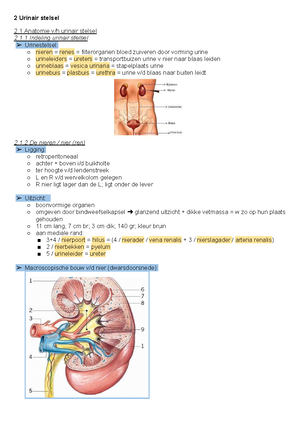 Urinair stelsel samenvatting - 2 Urinair stelsel 2 Anatomie v/h urinair ...