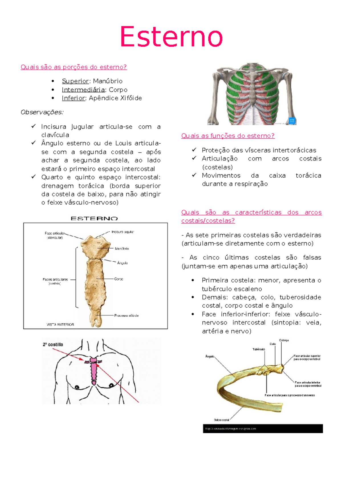 Anatomia 1-Esterno - Esterno Quais são as porções do esterno? Superior ...