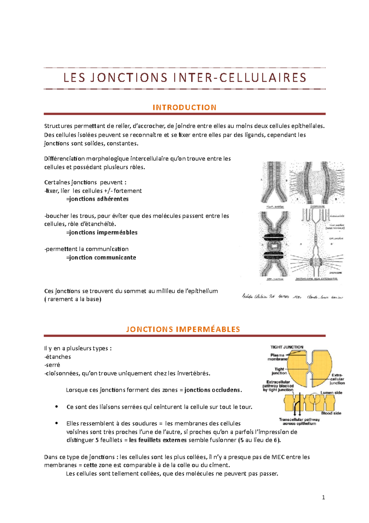 9-Les jonctions inter-cellulaires-2 - LES JONCTIONS INTER-CELLULAIRES ...