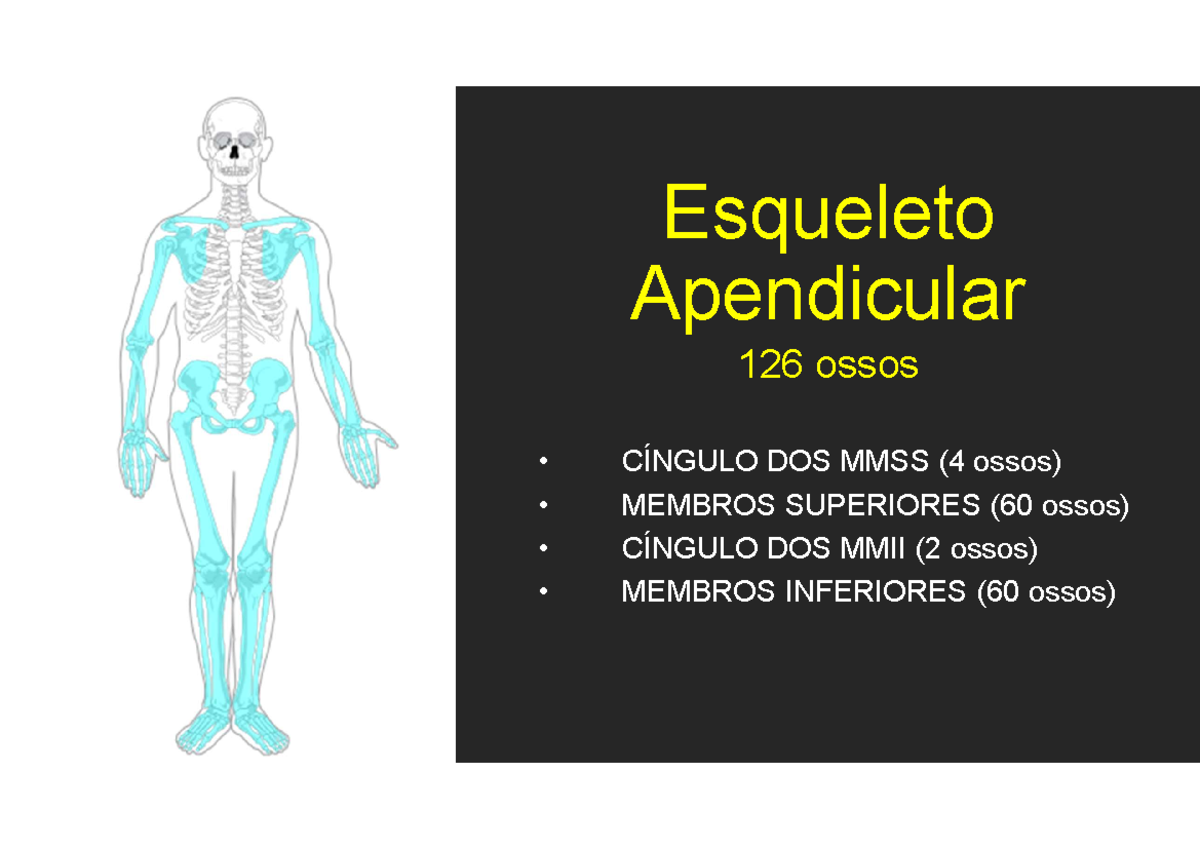 Aula 4 Sistema Esqueltico Parte 3 - Esqueleto Apendicular 126 ossos ...