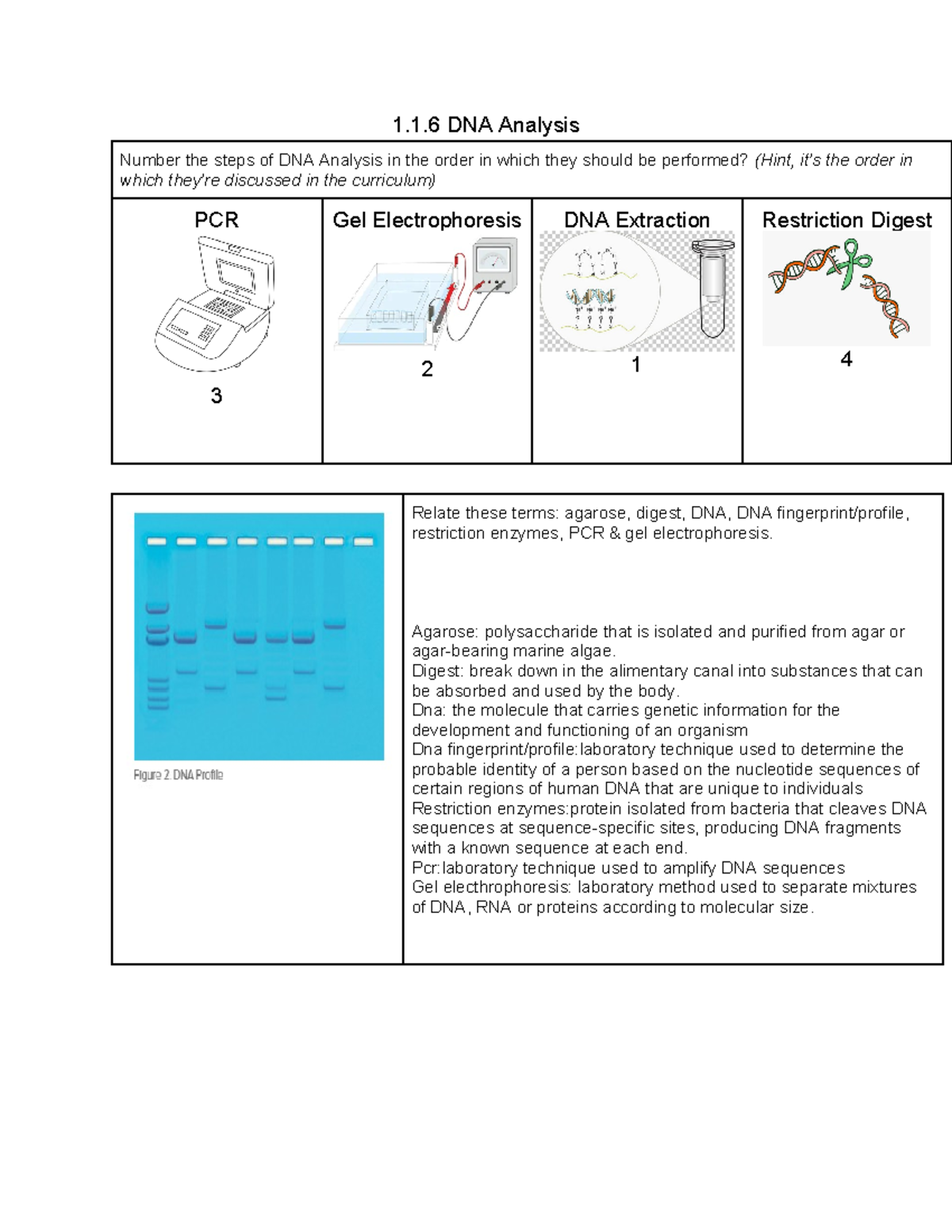 Worksheet for Activity 1 - 1.1 DNA Analysis Number the steps of DNA ...