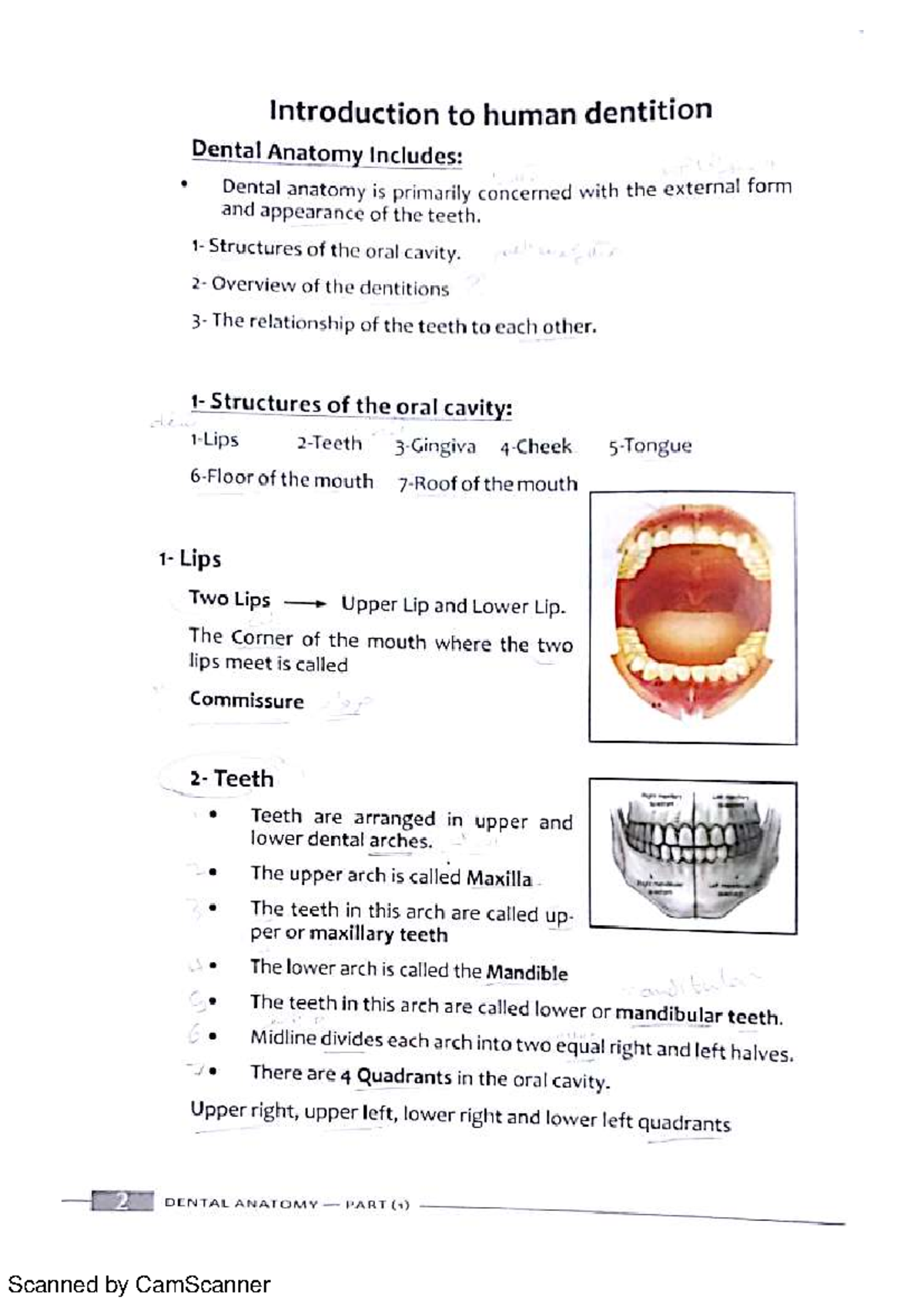 Introduction To Human Dentition - Studocu