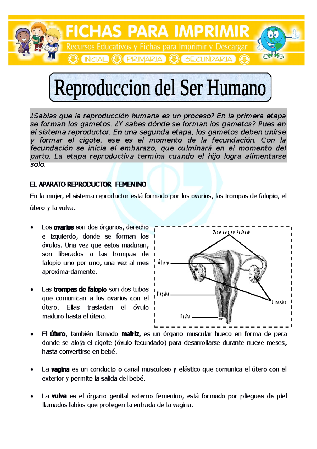 Ficha Reproduccion del Ser Humano para Sexto de Primaria - ¿Sabías que ...