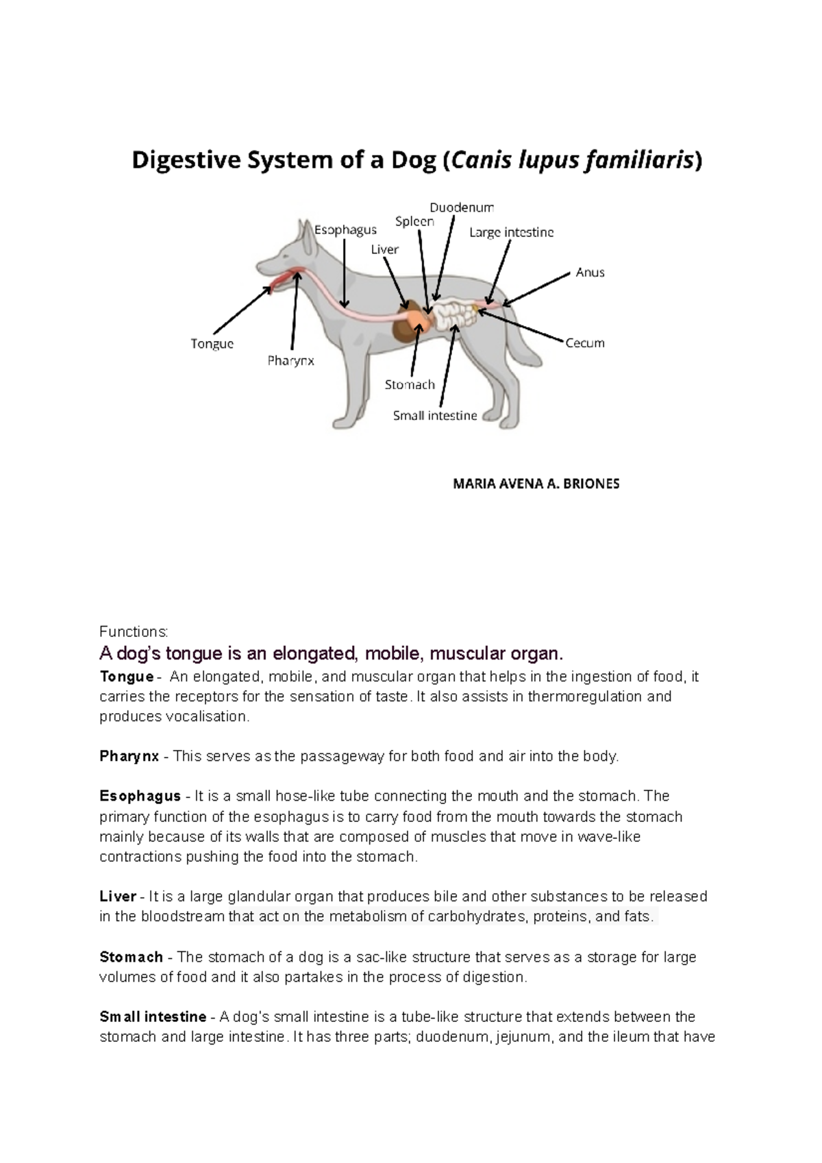 Dog digestive system - Lecture notes 1 - Functions: A dog’s tongue is ...