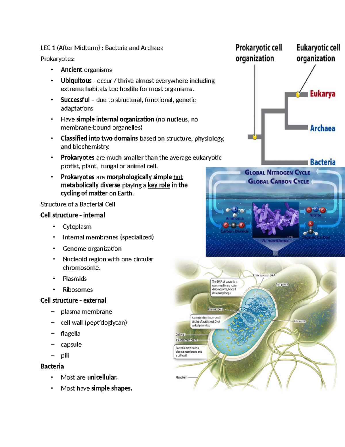 Bio 2 Notes (After Midterm) - LEC 1 (After Midterm) : Bacteria and ...