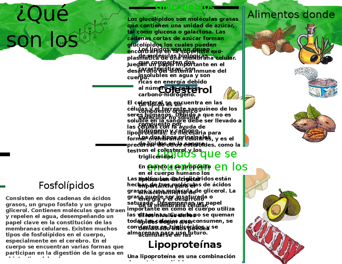 Triptico lipidos - Alimentos donde Glucolípidos Los glucolípidos son ...