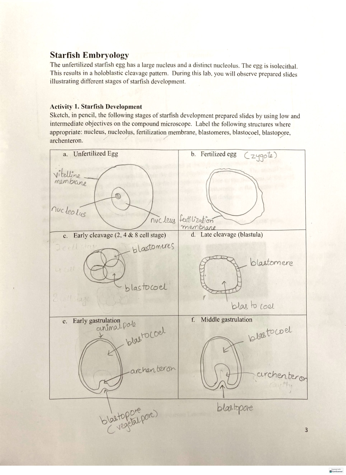 Post lab - Homework - Starfish Embryology The unfertilized starfish egg ...