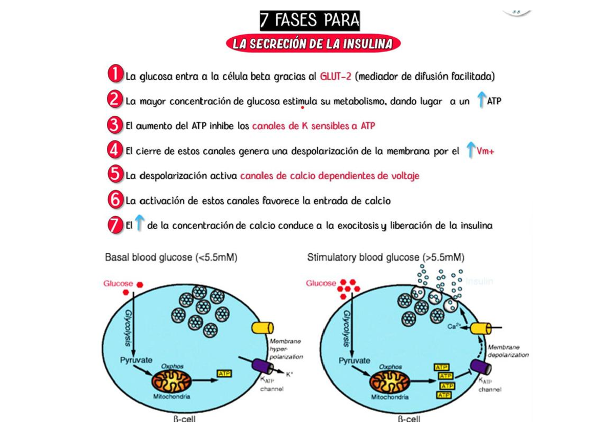 Fases para la secreción de la insulina - 38 7 FASES PARA LA SECRECIÓN ...