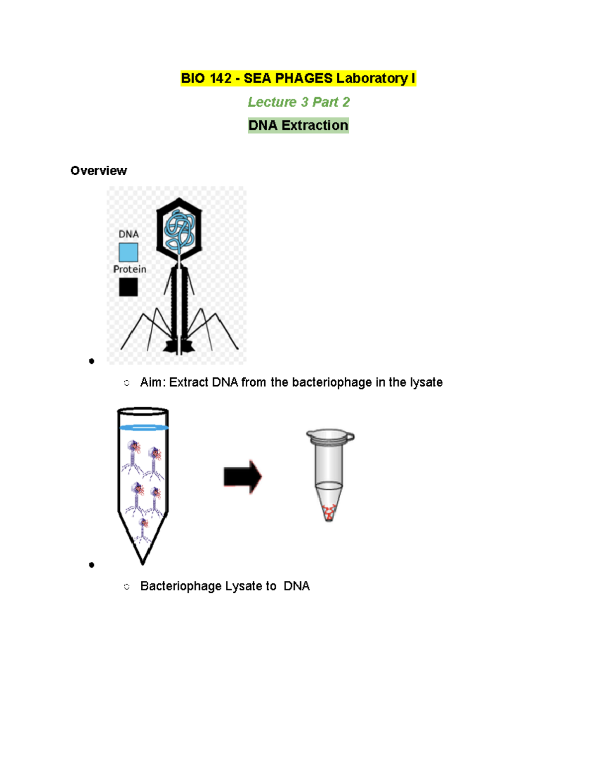 BIO 142 Lecture 3 Part 2 - Fall 2018 - BIO 142 - SEA PHAGES Laboratory ...