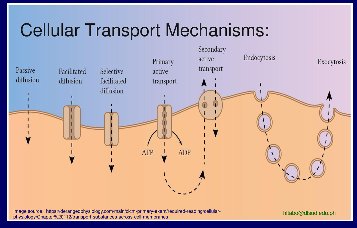 5b Cellular Transport Mech-2023 - hltabo@dlsud.edu Image source: - Studocu