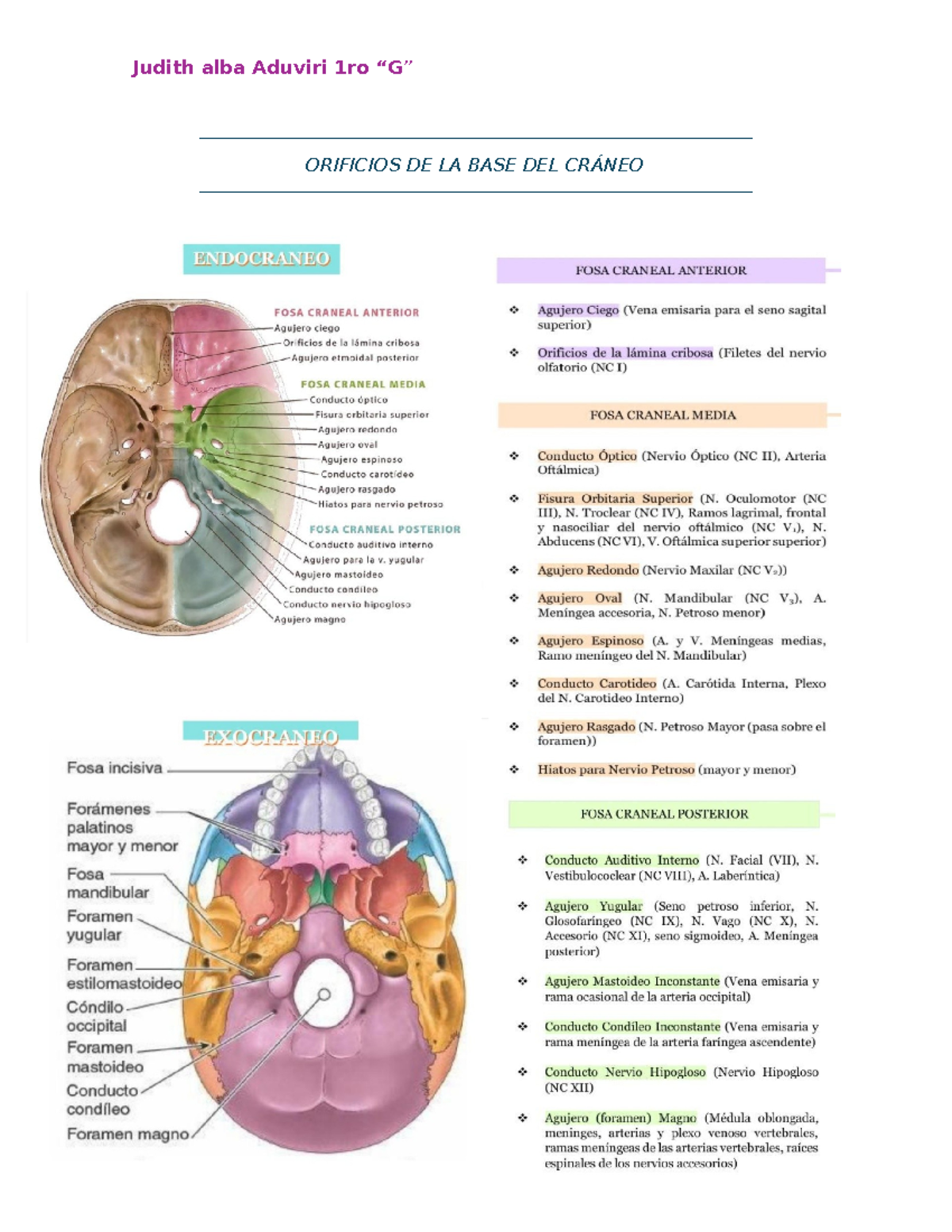 Orificios De La Base Del Cráneo Anatomia Judith Alba Aduviri 1ro G