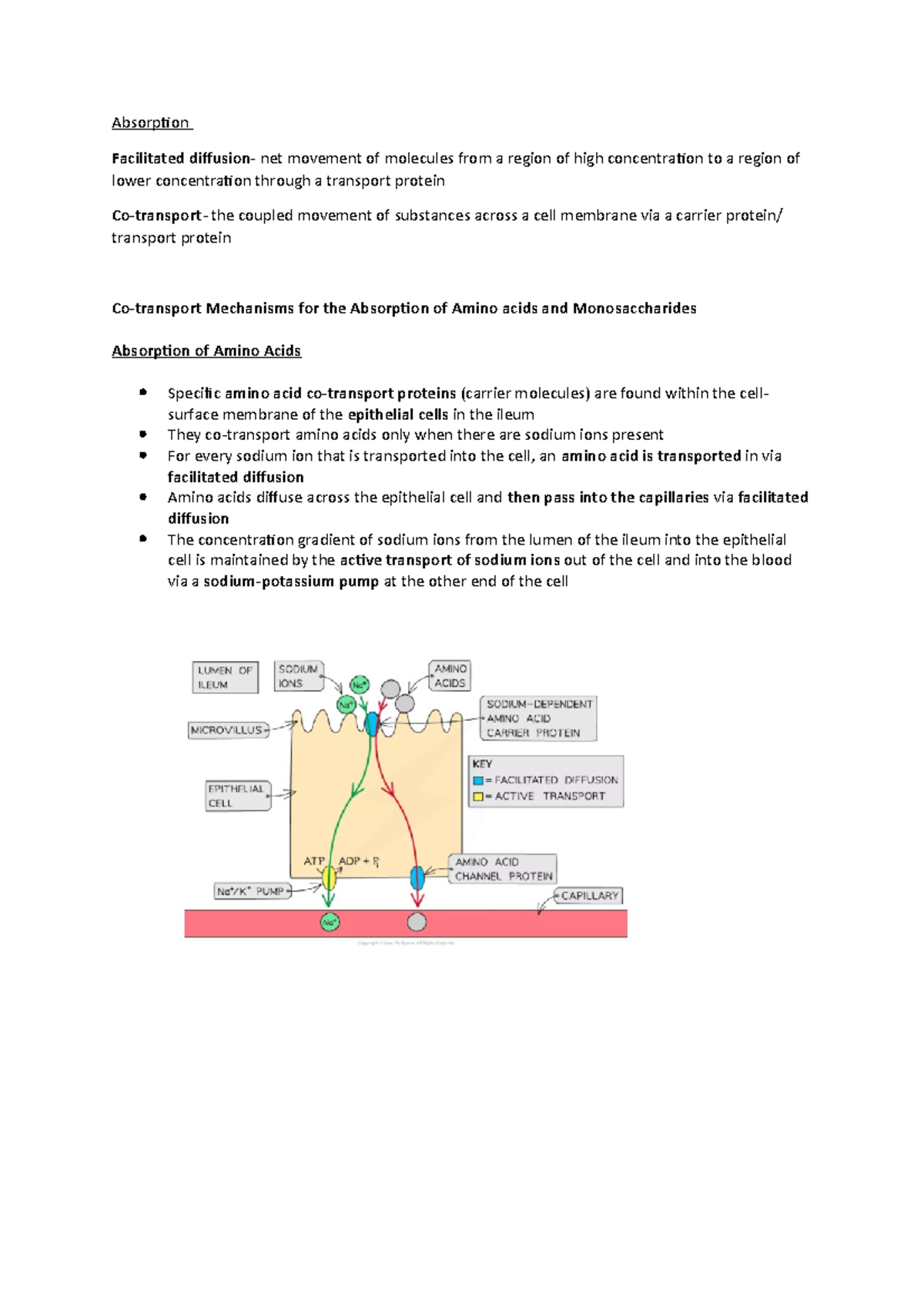 Absorption - Studocu