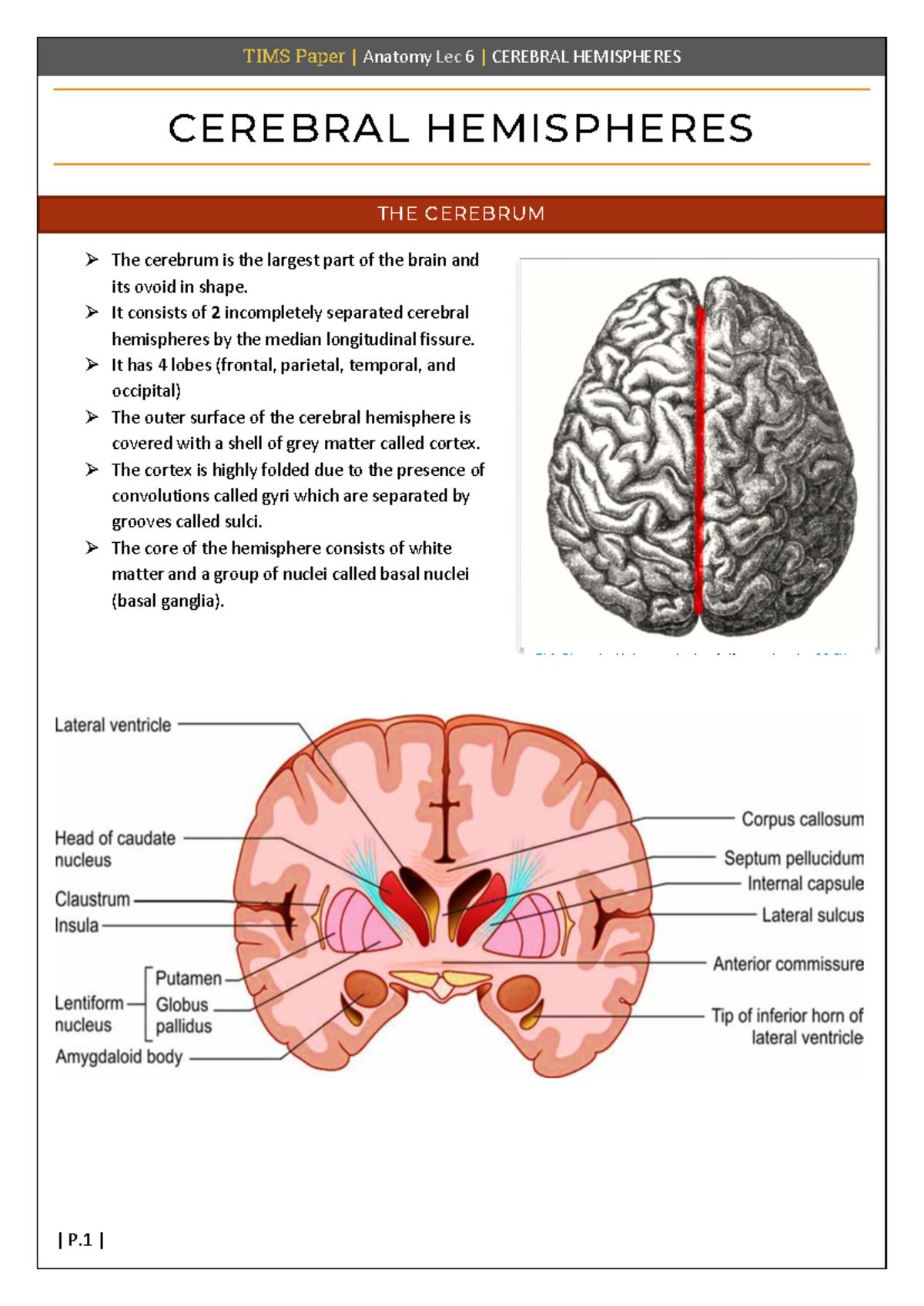 7. Cerebral Hemispheres - CEREBRAL HEMISPHERES THE CEREBRUM The ...