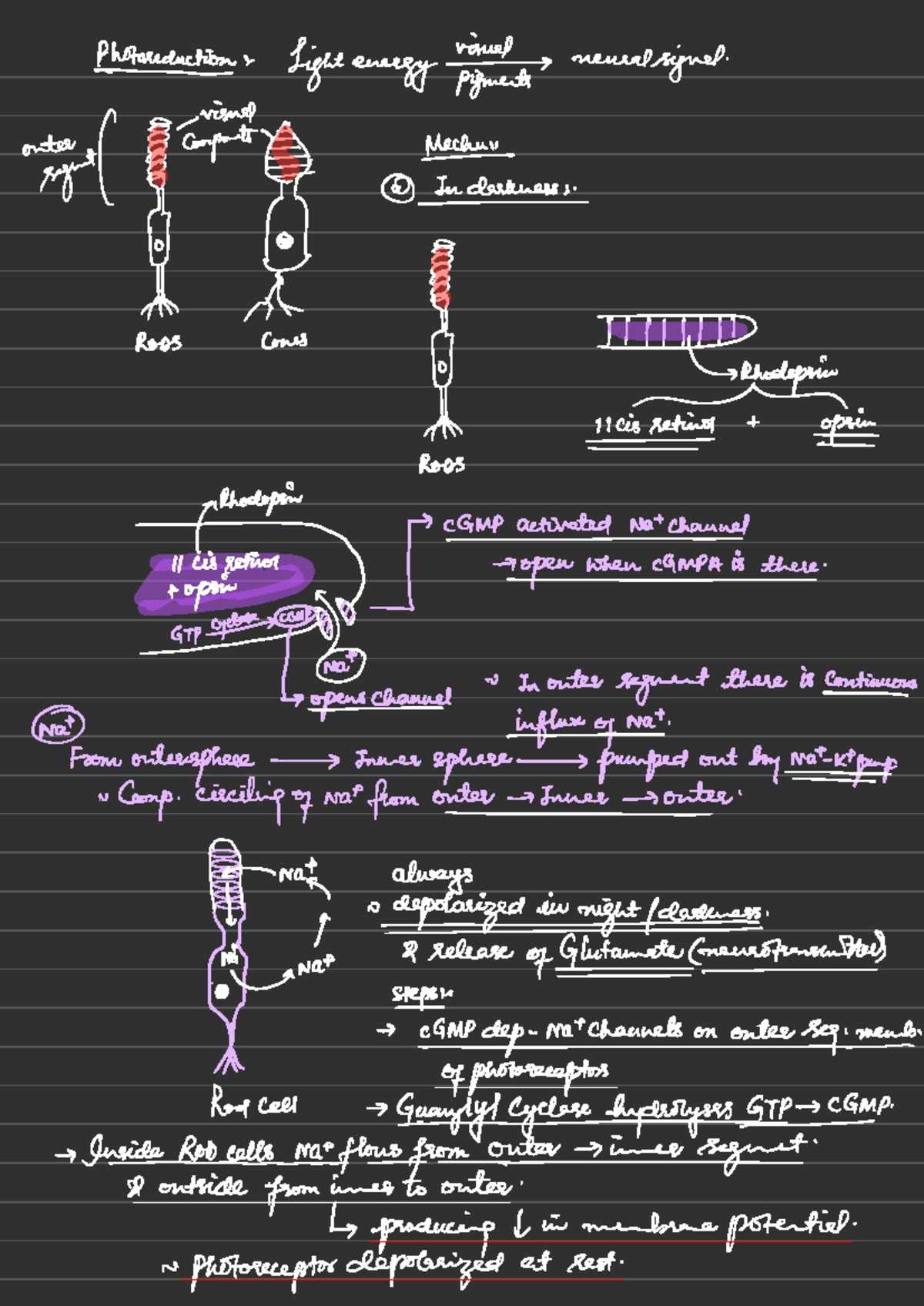 Photochemistry Of Vision - Photoreduction Light energy visual pigments ...