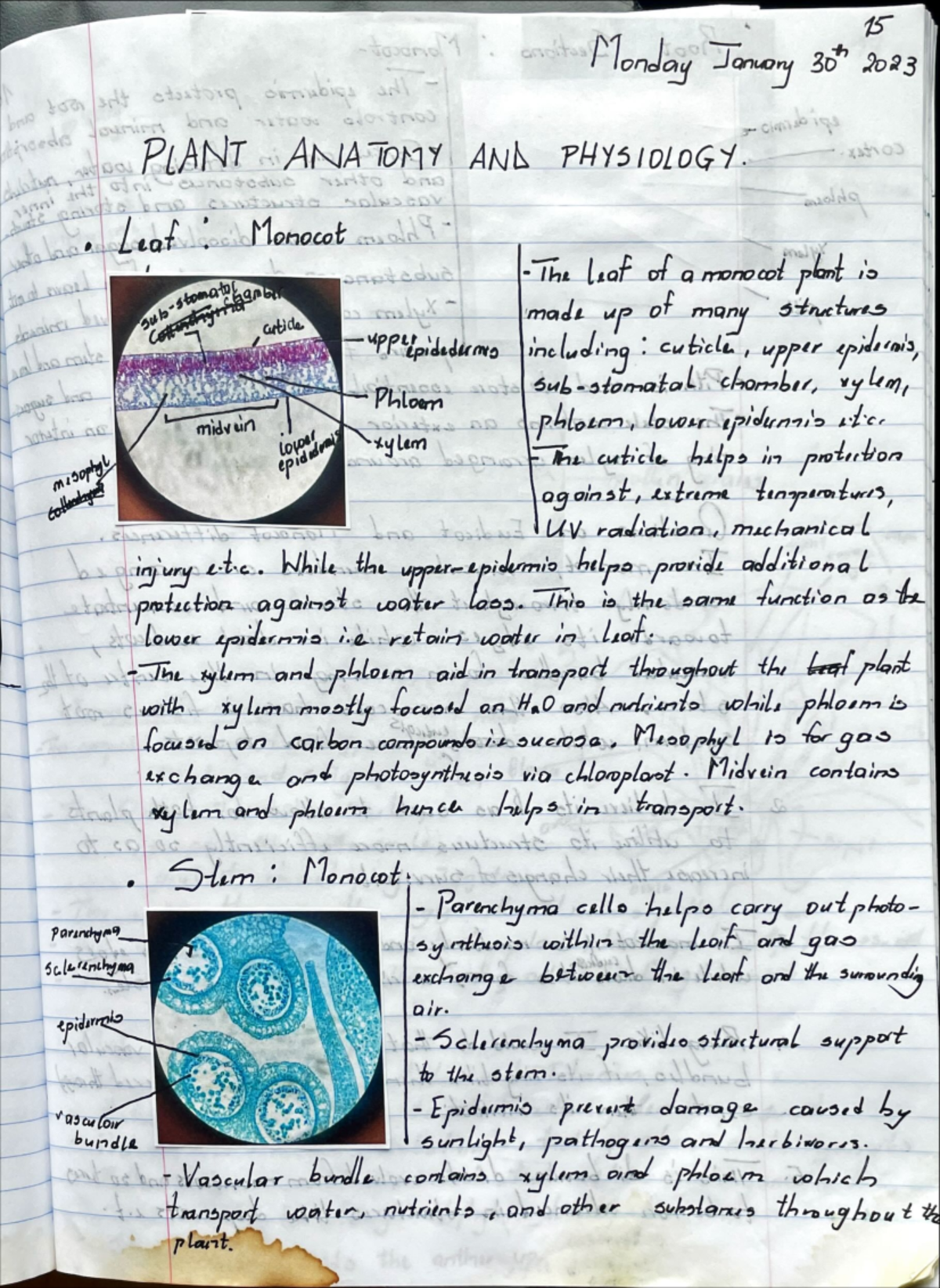 Plant Anatomy and Physiology BIOL 2108L - BIOL 2108L - Studocu