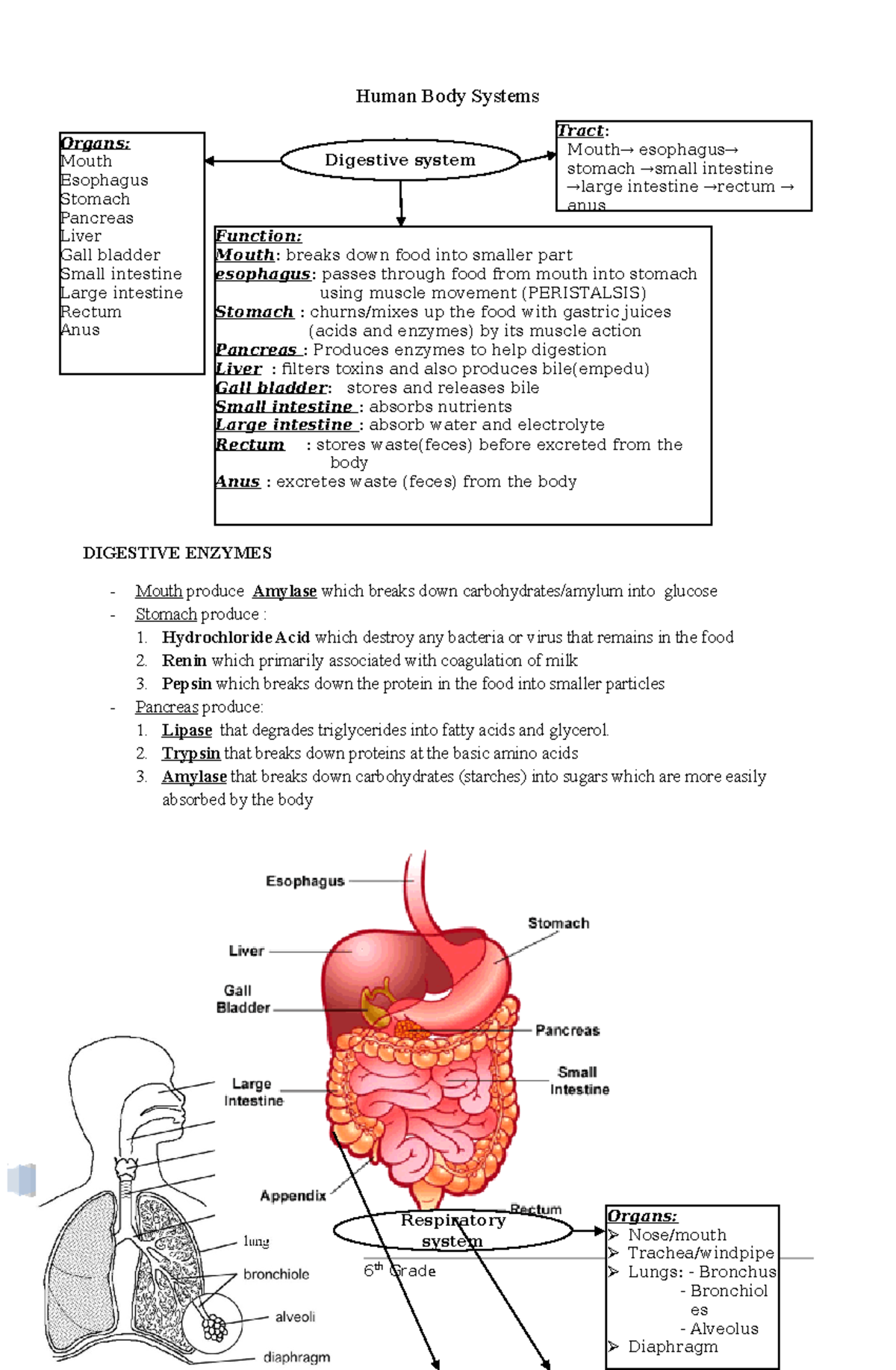 Human Body Systemsok - grade 6 - 1 Human Body Systems DIGESTIVE ENZYMES ...